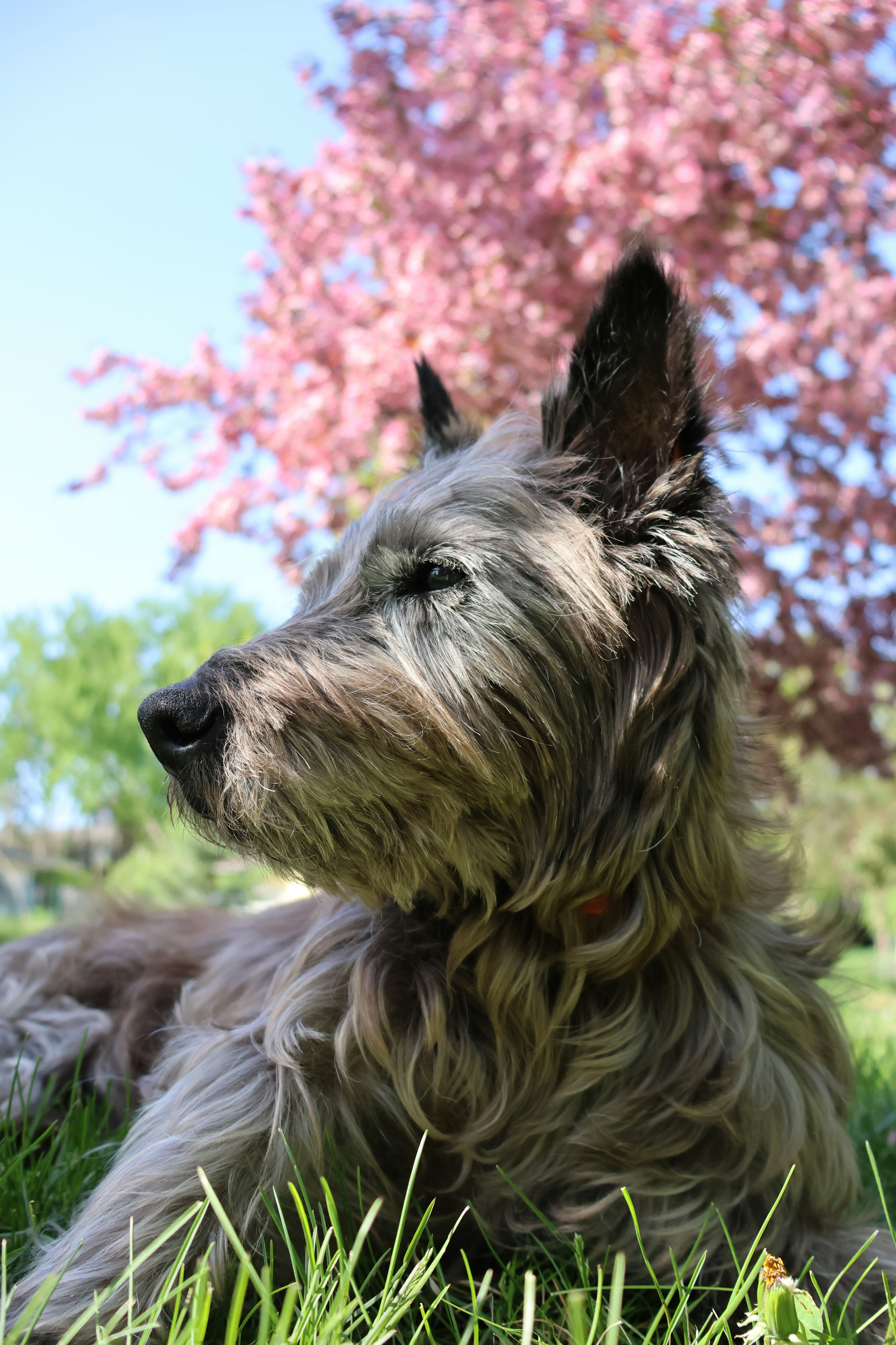 Cedar-Coated Companion in the Spring Orchard