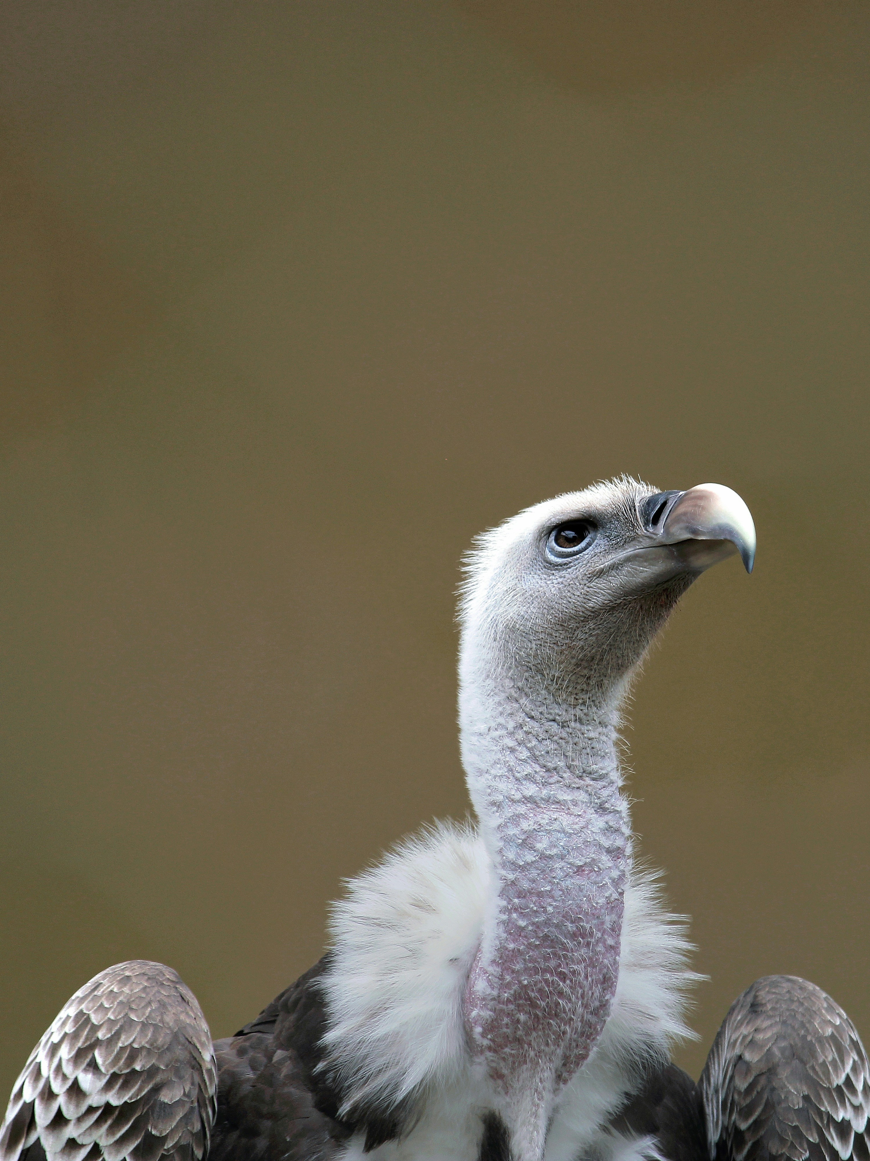 Upward Gaze of the Vulture: A Quizzical Moment in a Wide-Open Field