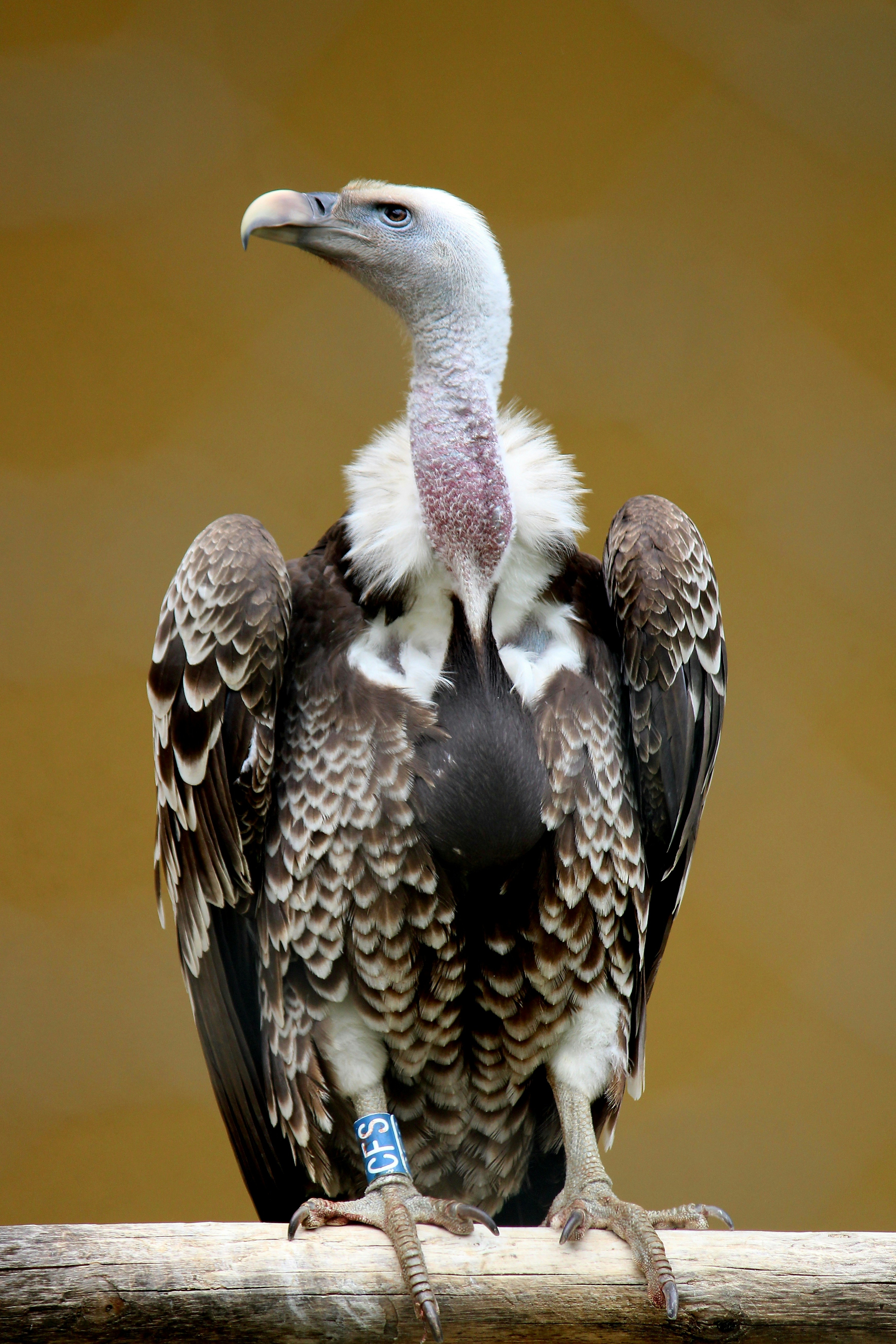 Raptor Portrait: A Gaze from the Hooked Beak