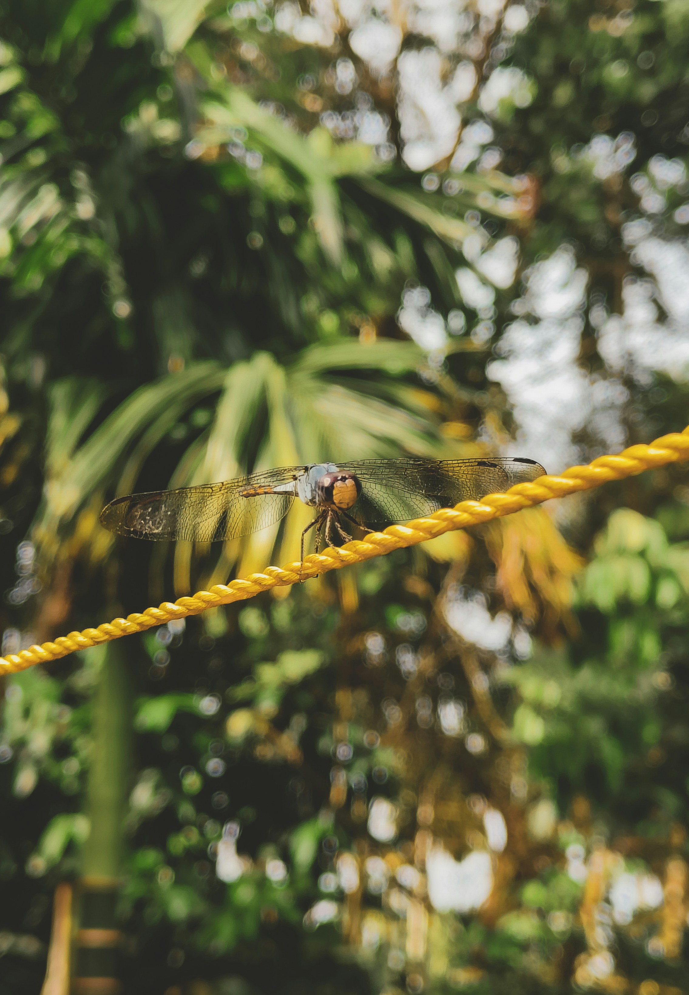 Dragonfly on a Golden Thread: A Moment of Blur and Light