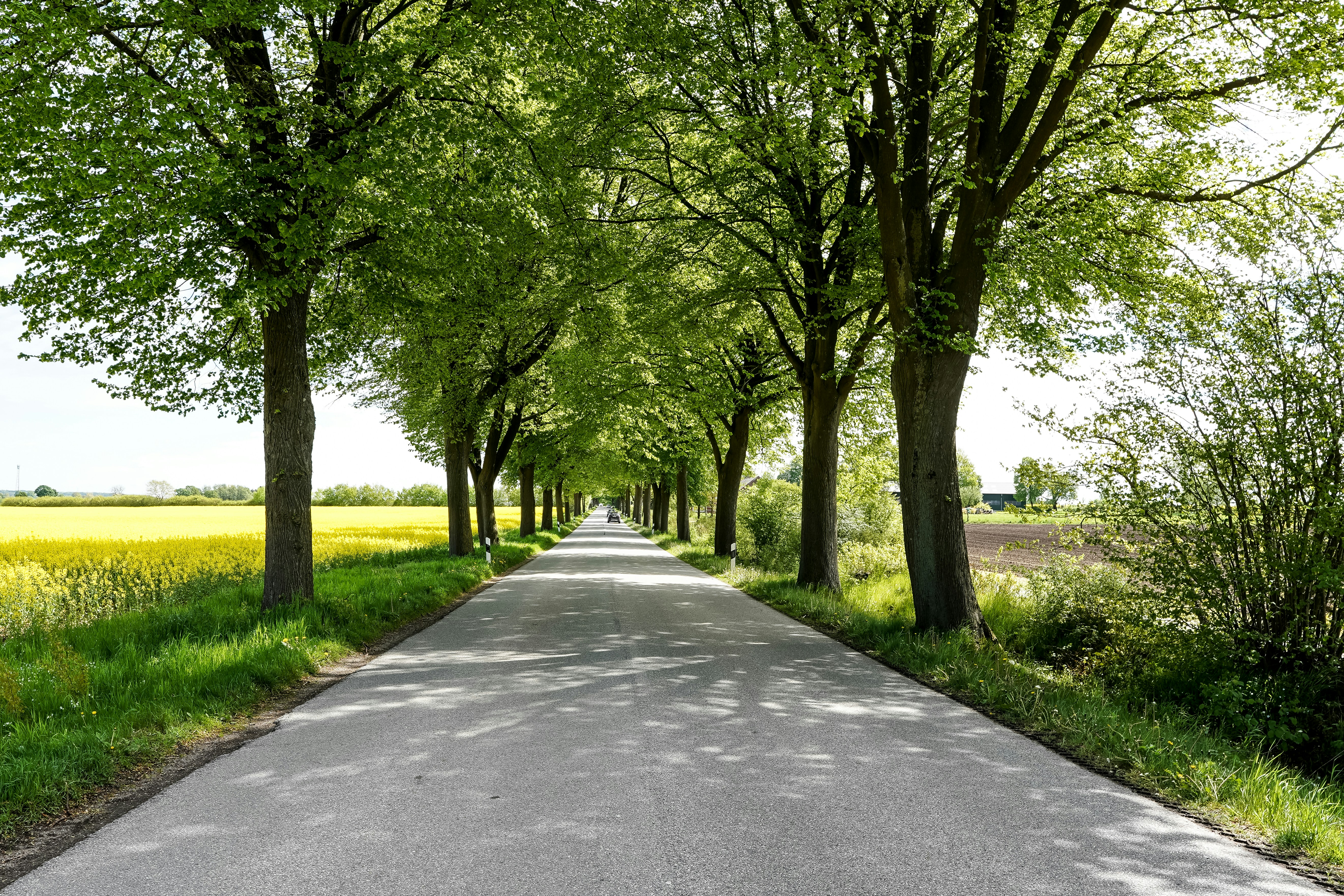 Tree-arched Avenue: A Sunlit Country Road
