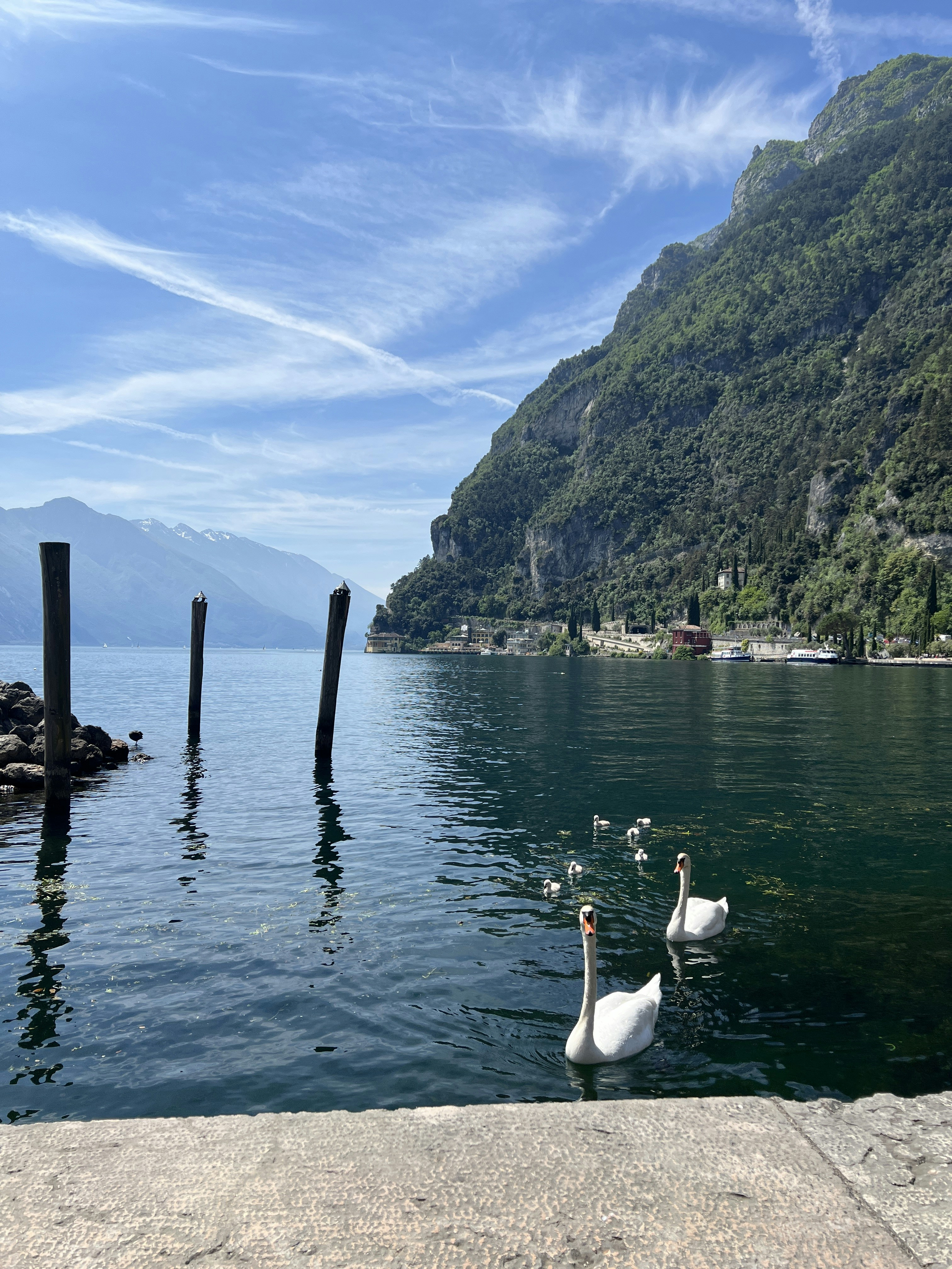Swan Parade by a Mountain Lake