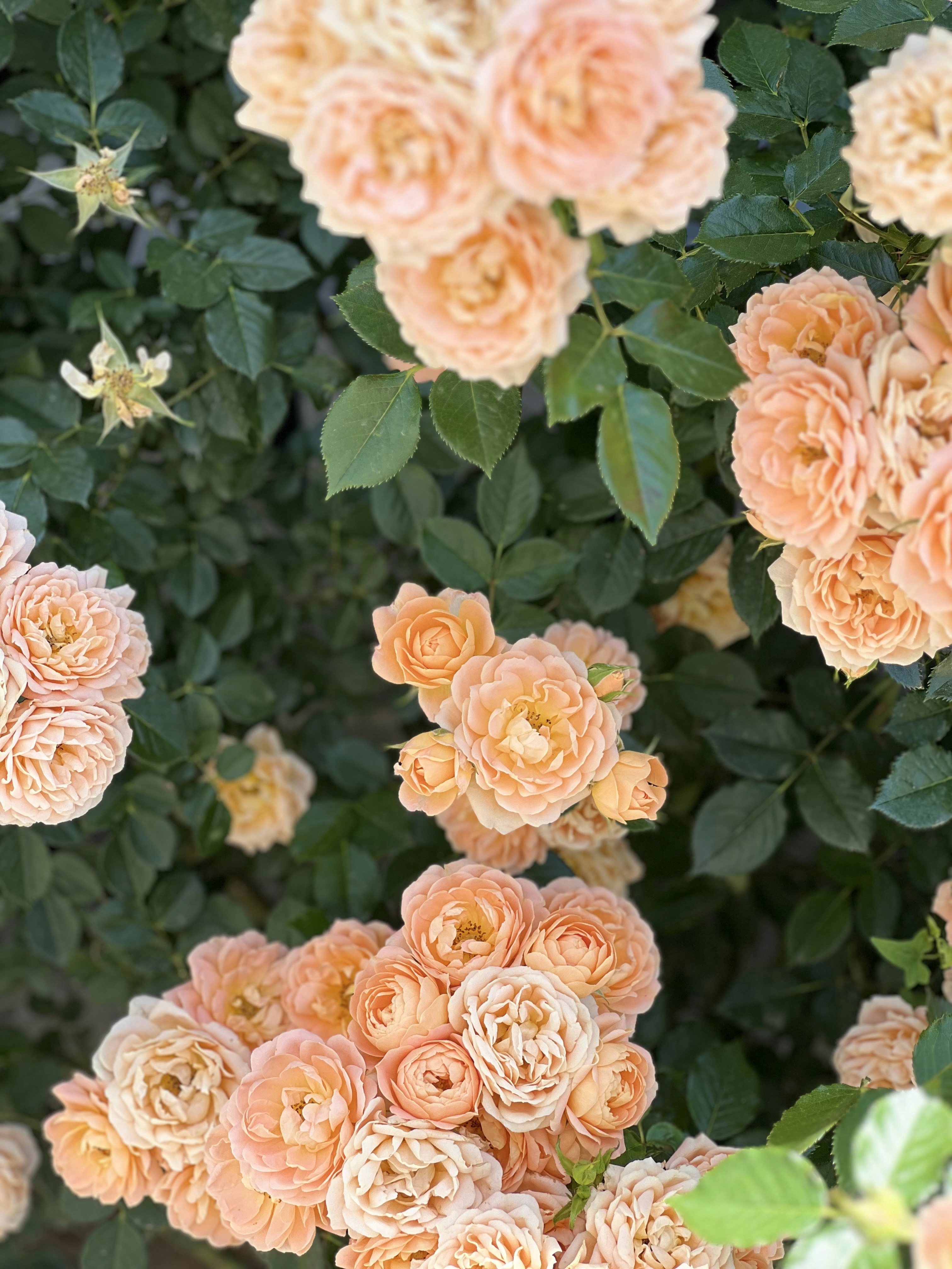 Soft Peach Roses in Velvet Greenery