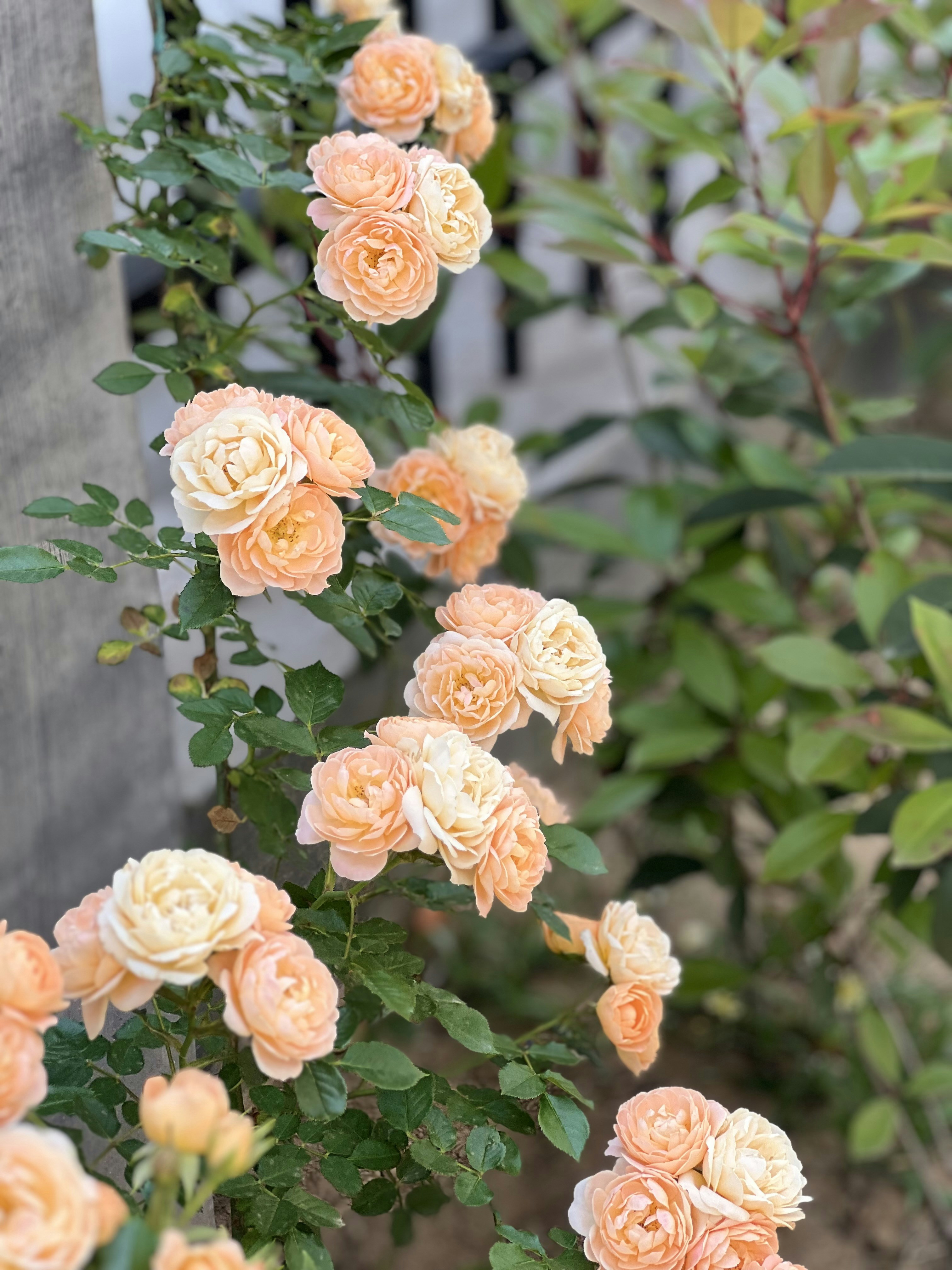 Cascade of Peach Roses Climbs a Garden Trellis