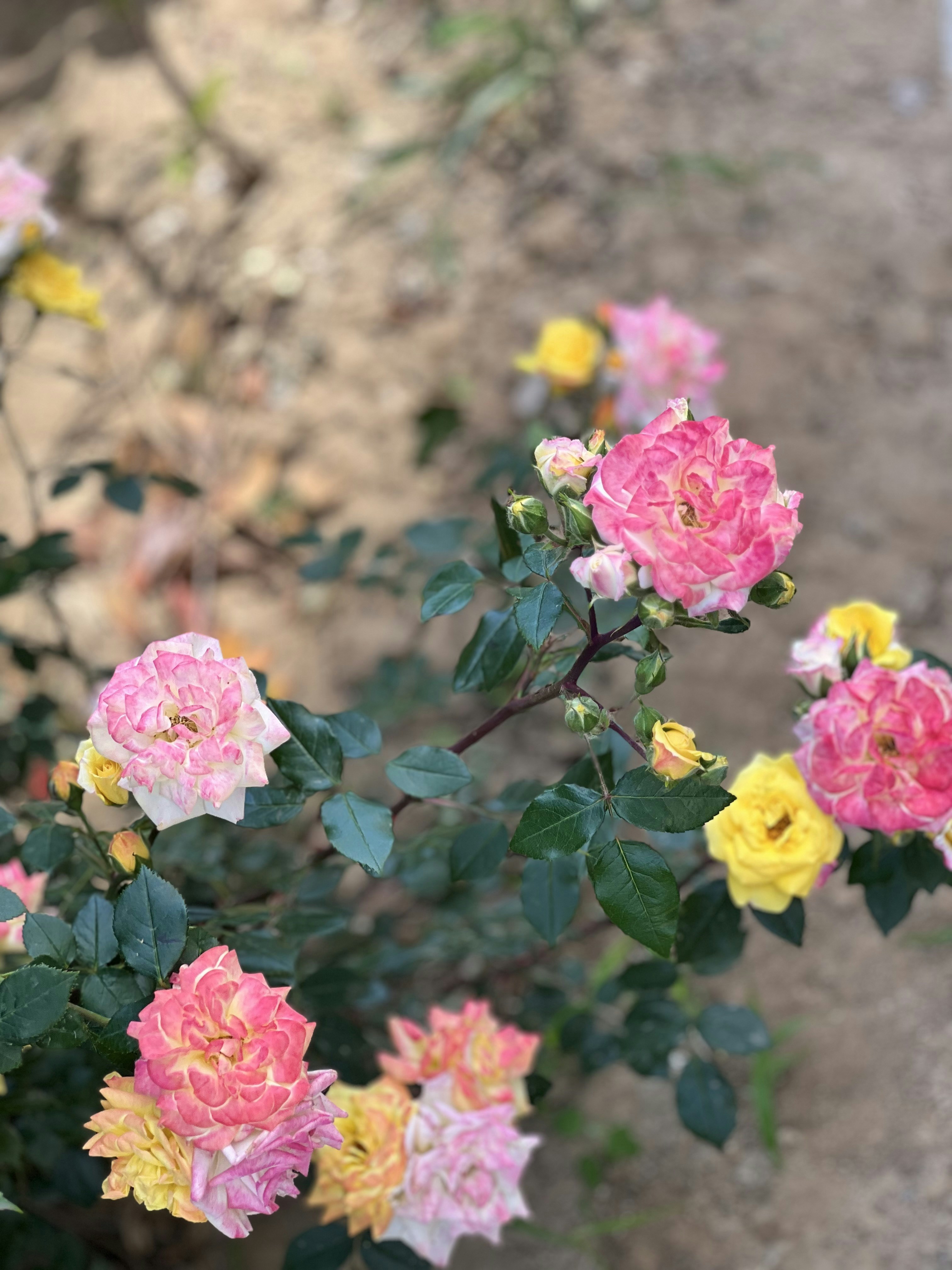 Pink and Yellow Roses in a Sunlit Garden