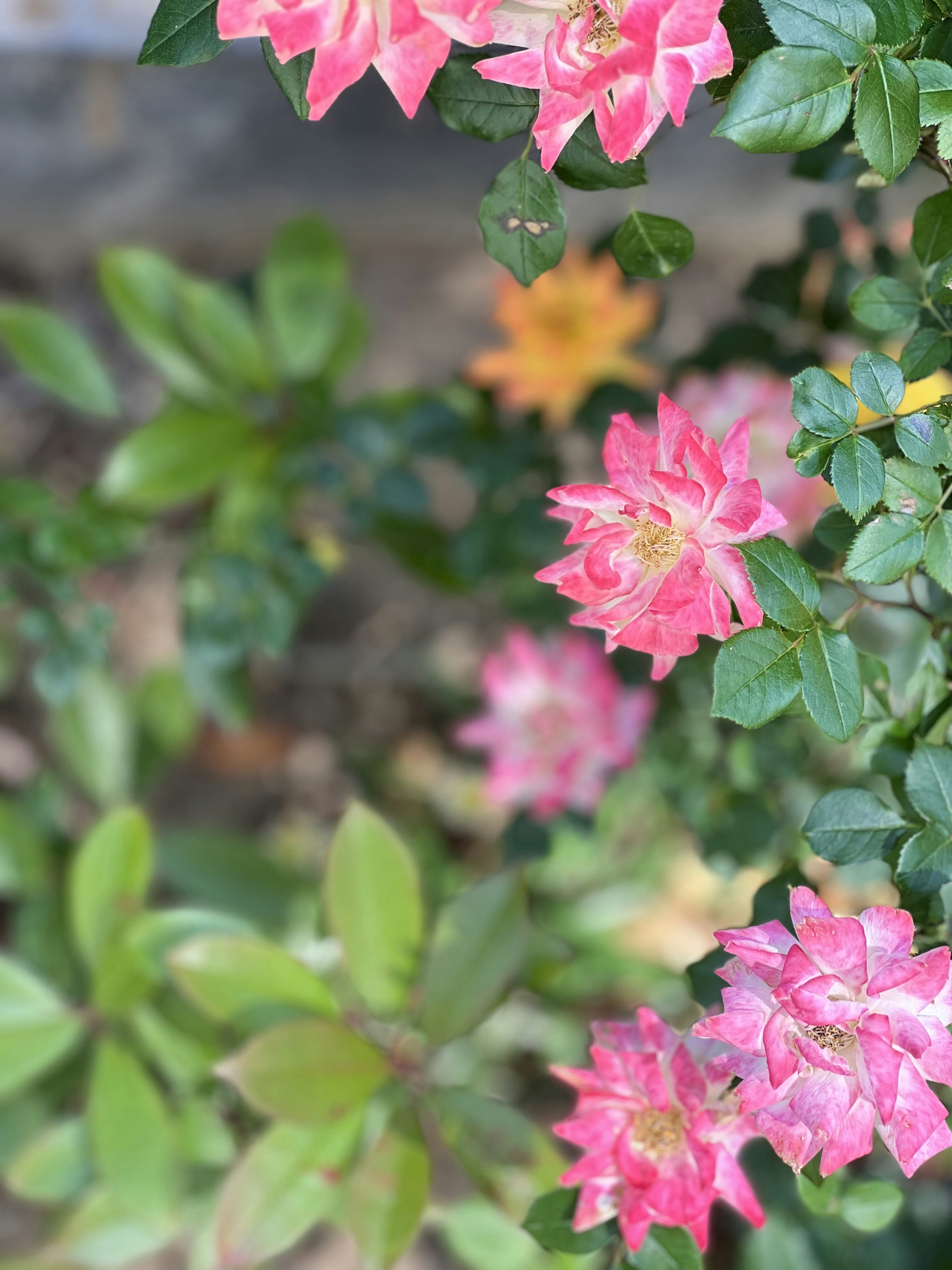 Pink Roses in Soft Focus Garden