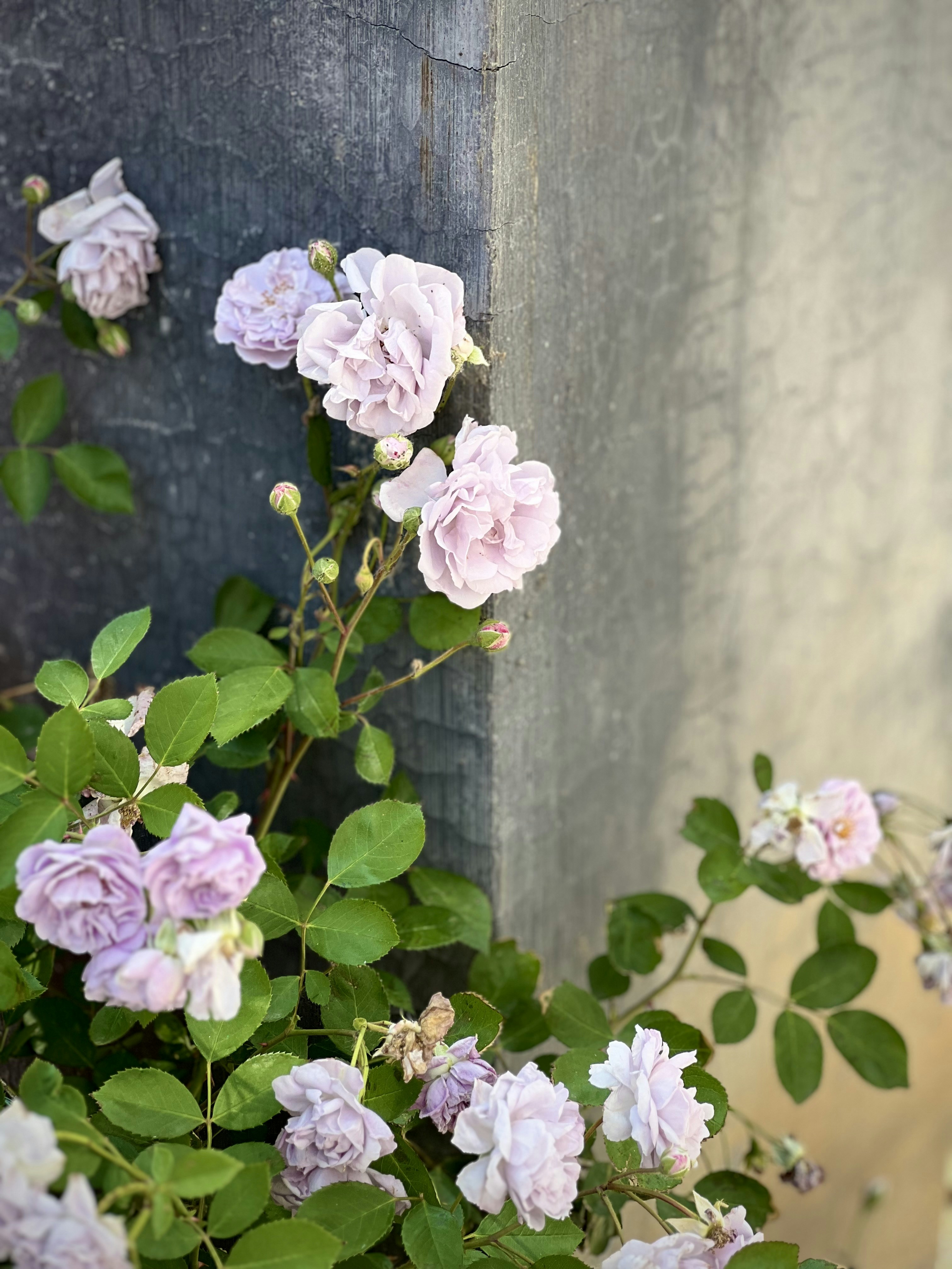 Pale pink roses climbing a textured wall