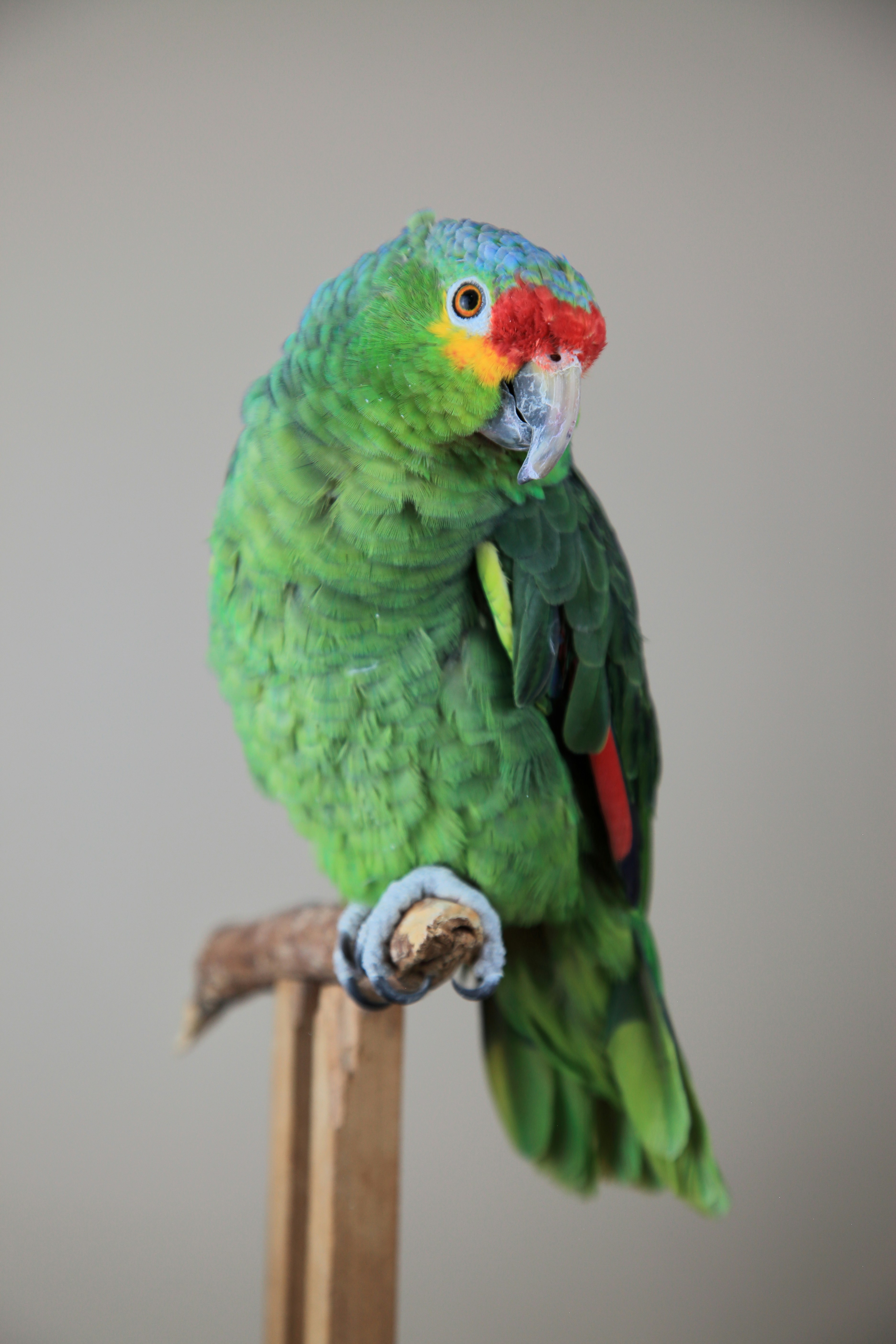 Emerald Feathered Perch: A Charismatic Parrot on a Wooden Cadre
