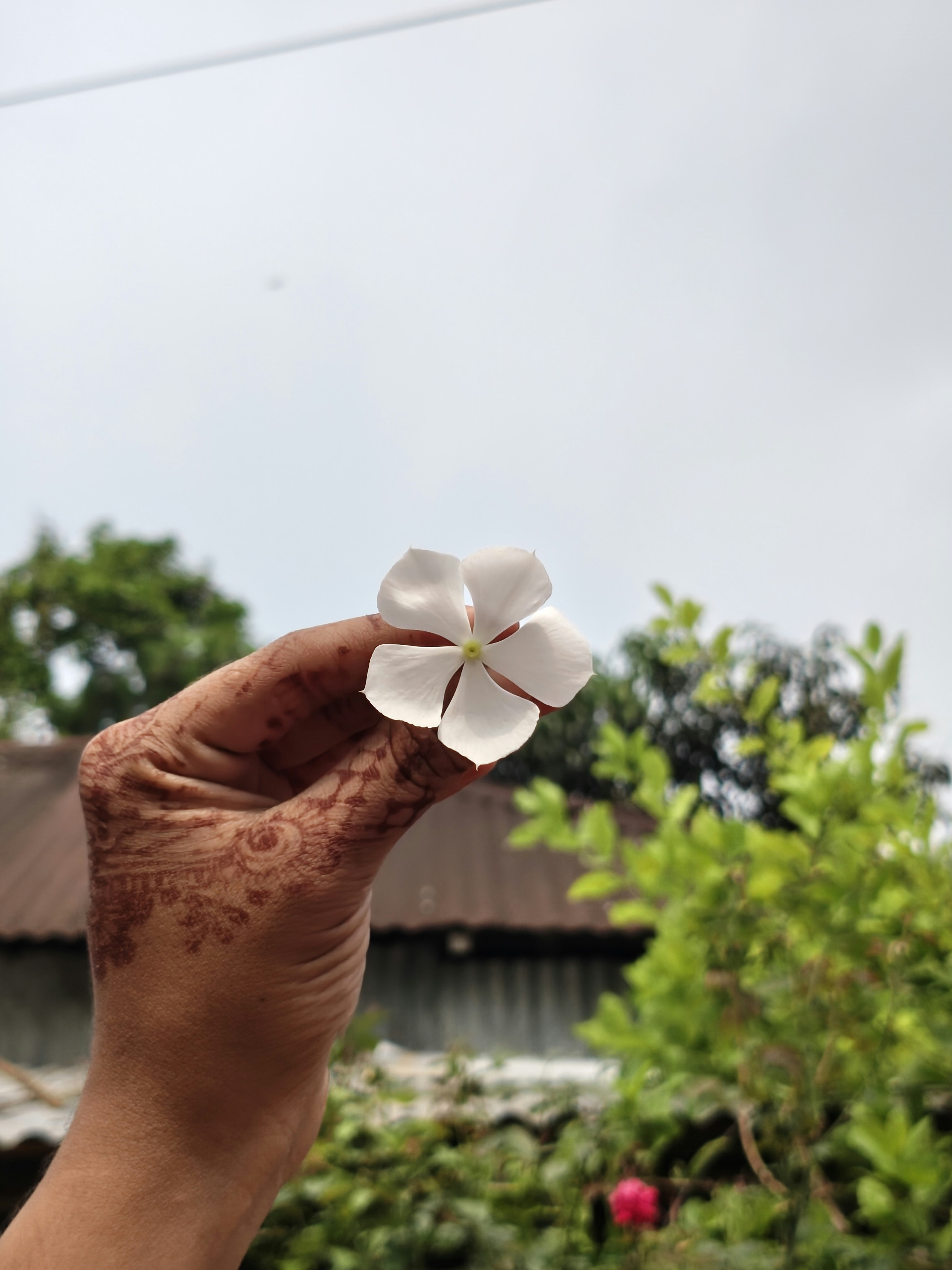 White flower held aloft by a henna-tinted hand against a blurred garden backdrop