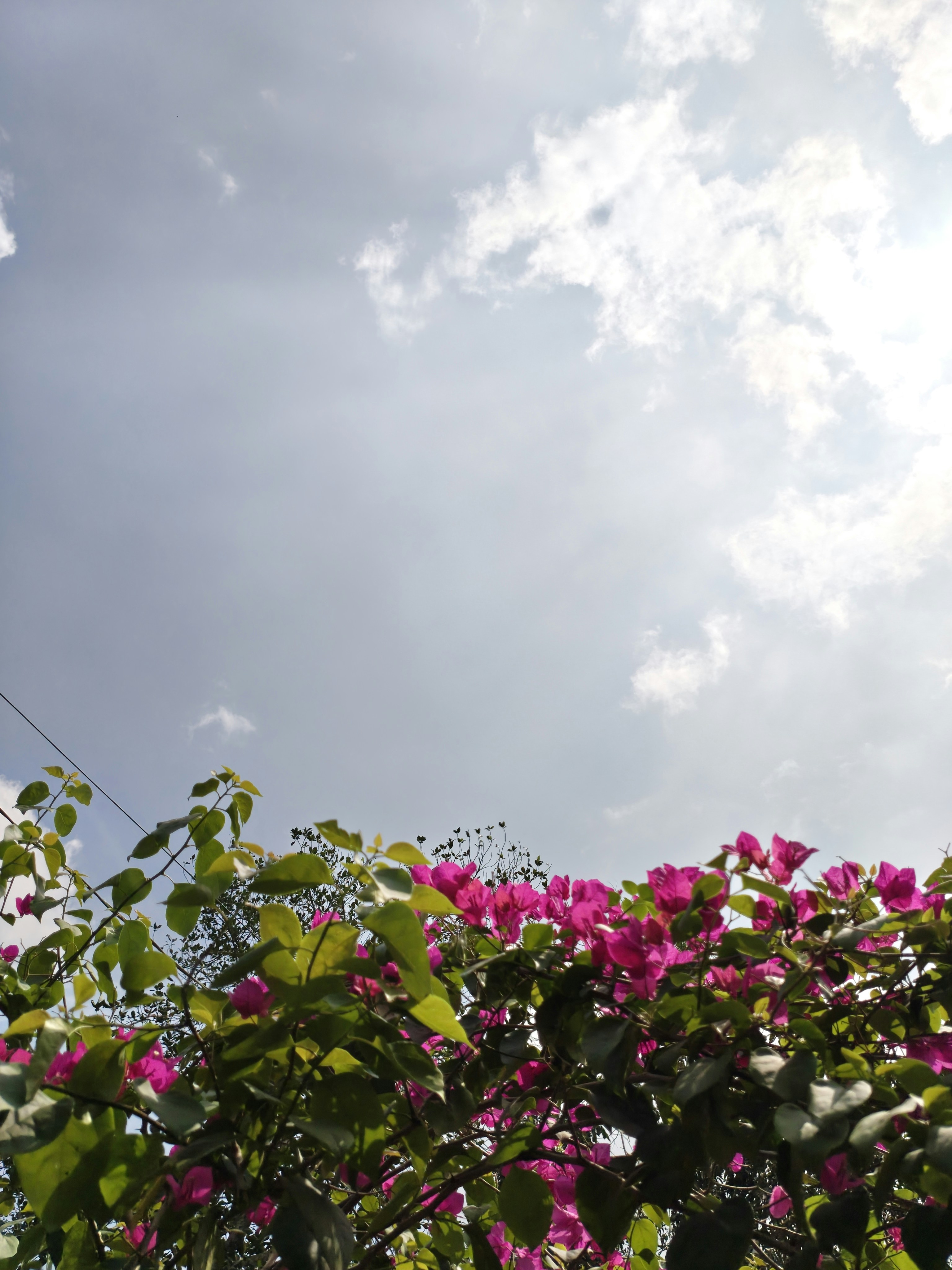 Bougainvillea Against an Expansive Sky