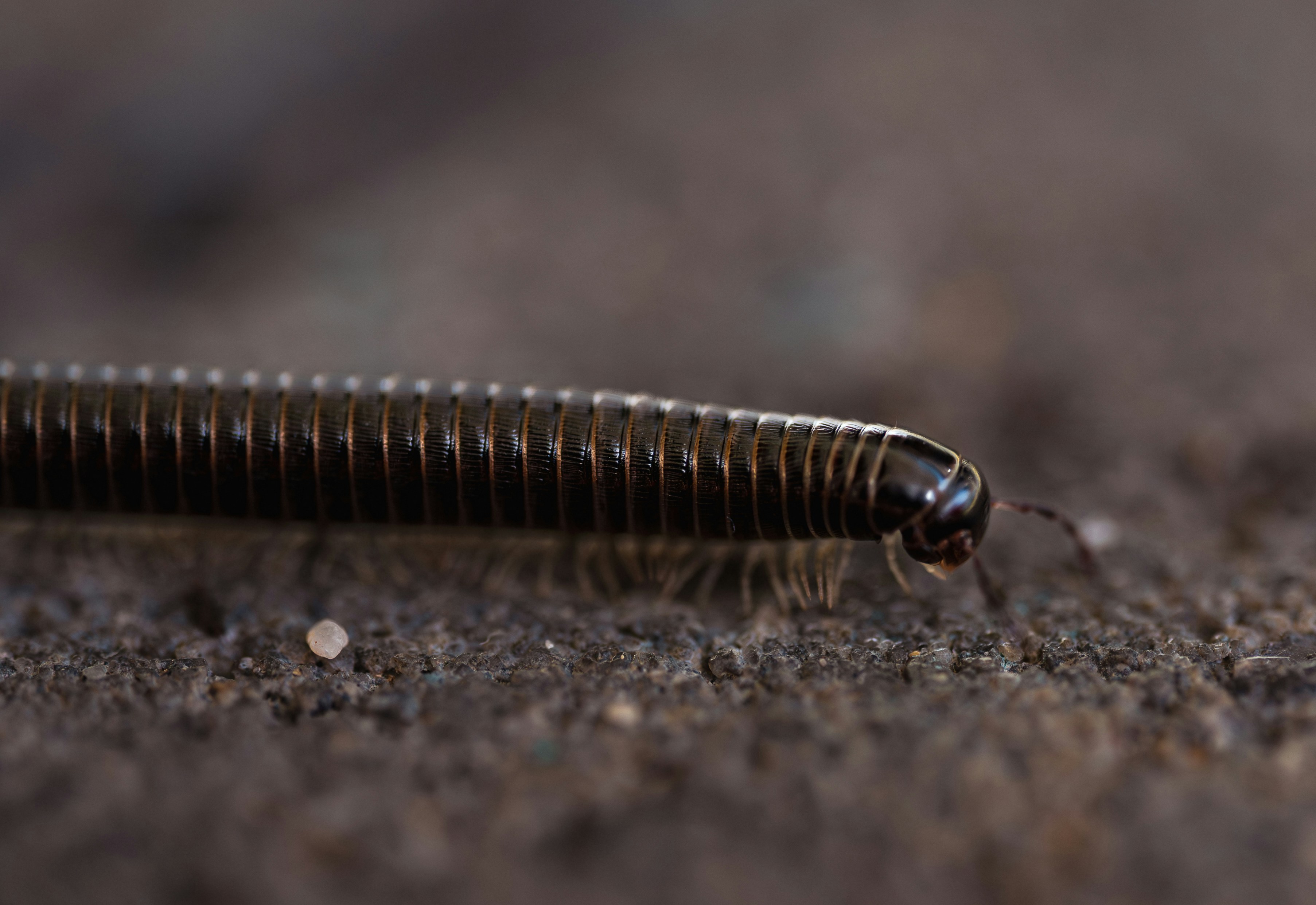 Low-Angle Macro: A Striated Millipede on Damp Ground