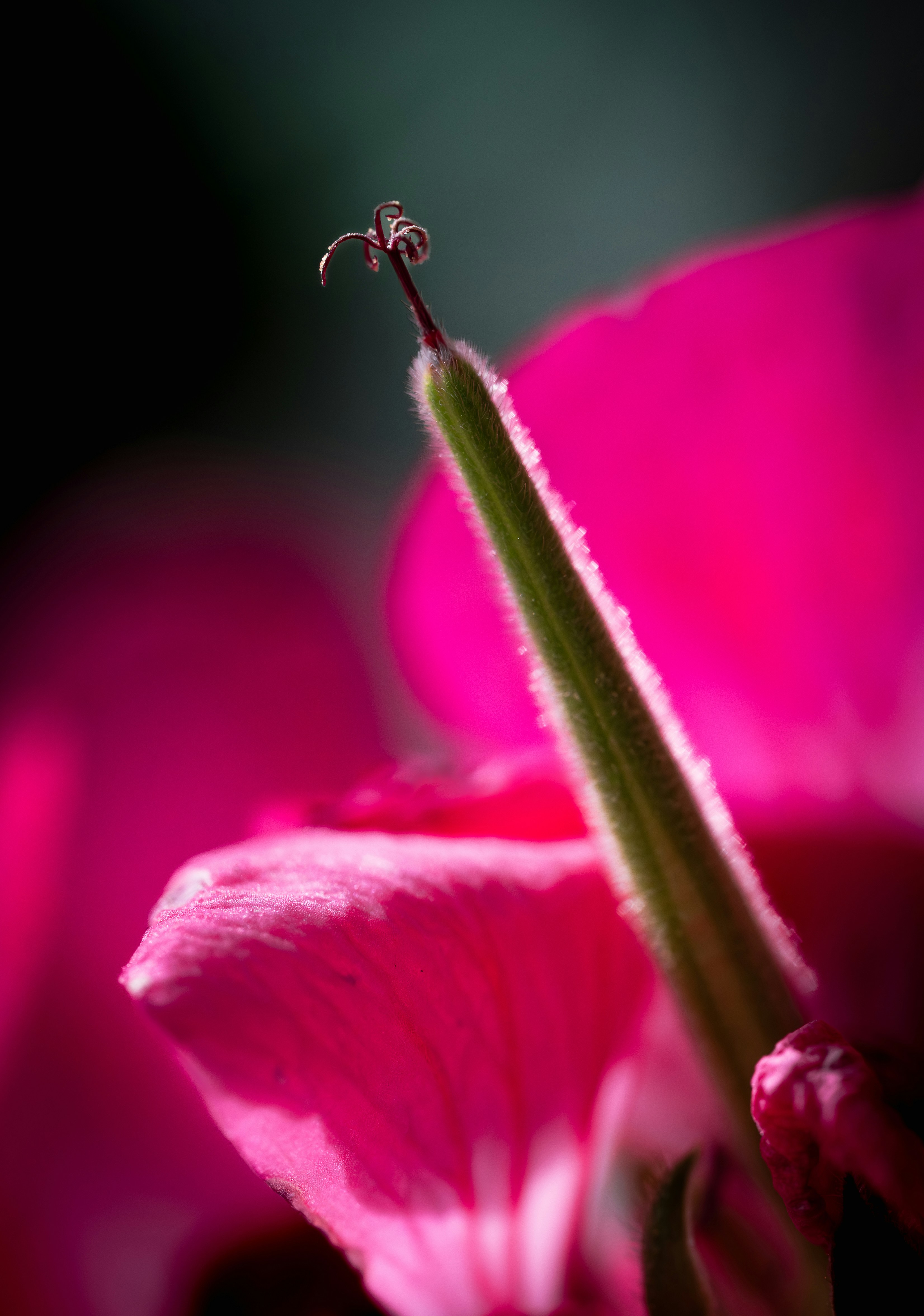 Close-up of a pink petal stem bathed in soft backlight