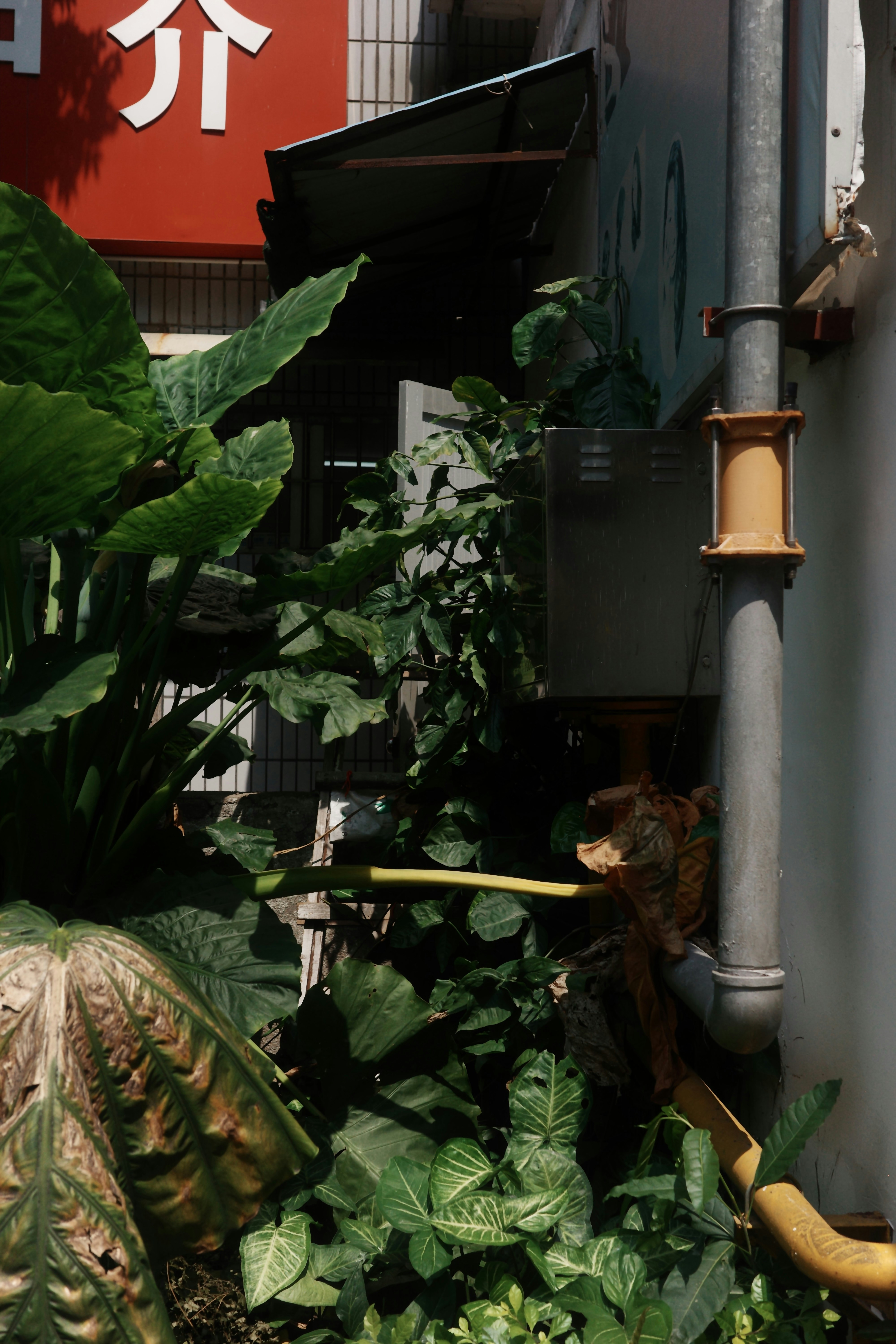 Urban Ferns and Pipework: Quiet Green Narrow Corner
