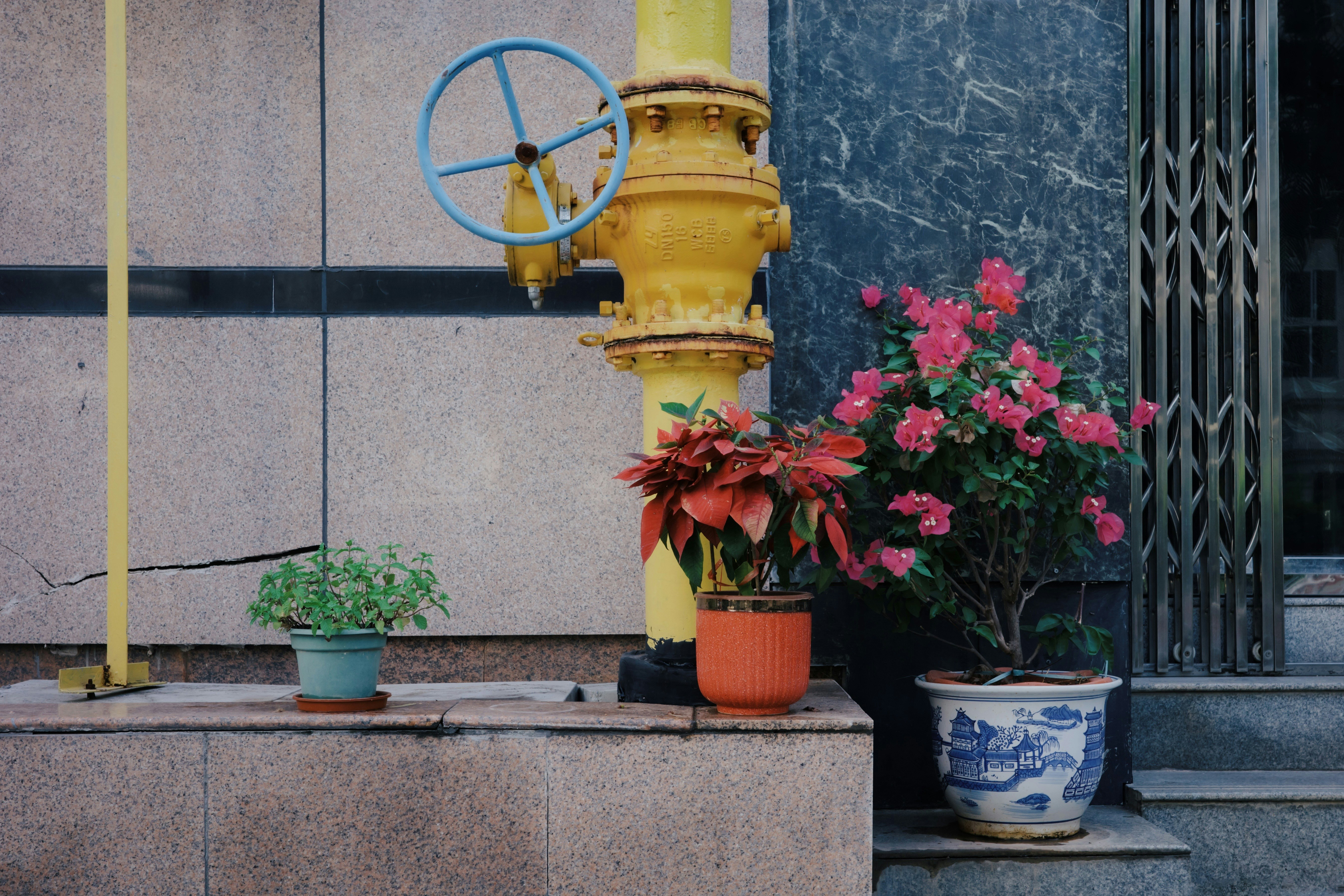 Yellow Valve, Pink Bouquets, and Blue Wheel: A Quiet Urban Plant Parade
