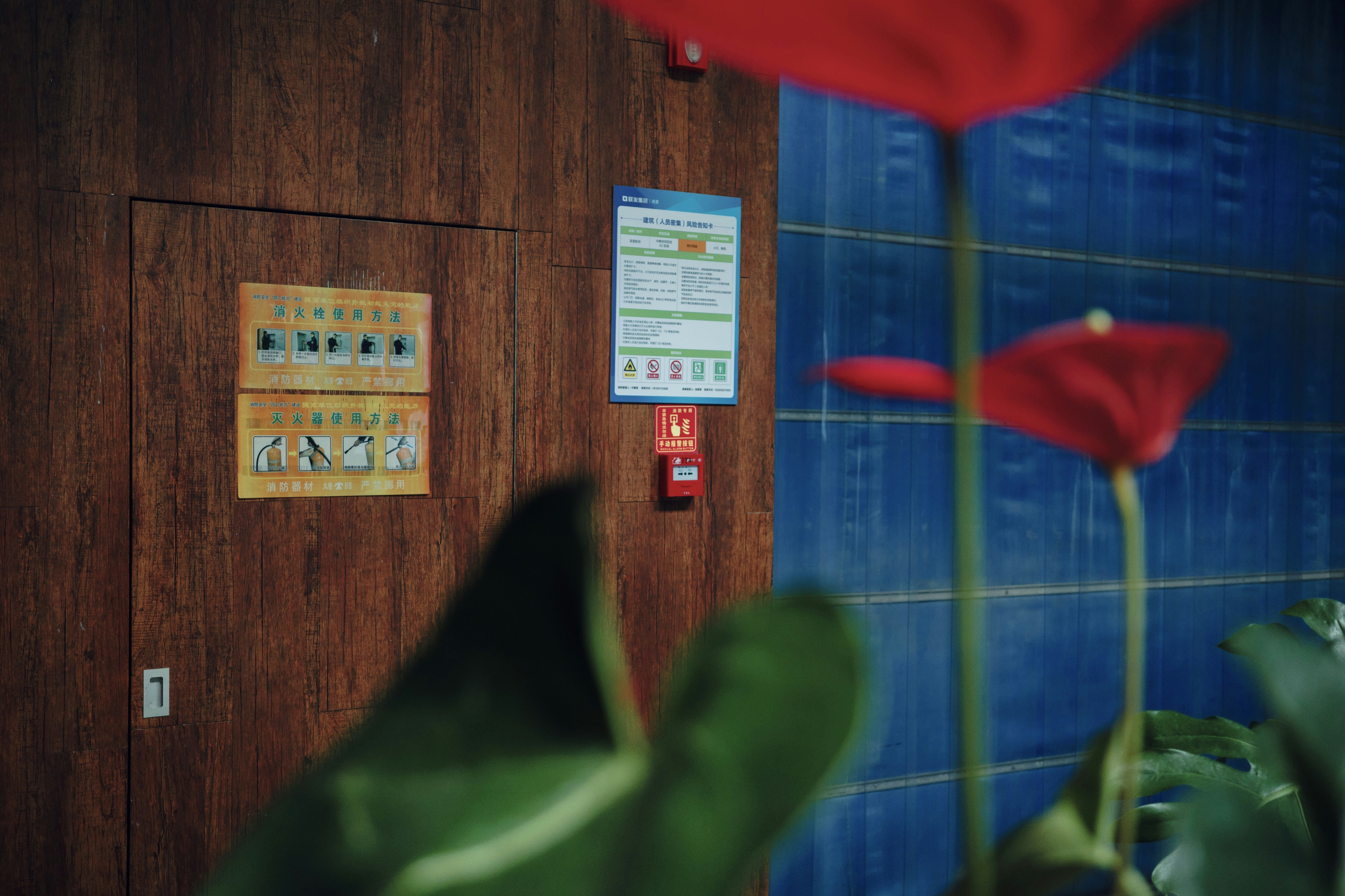 Red Tulips by a Painted Wall Beside a Wooden Door