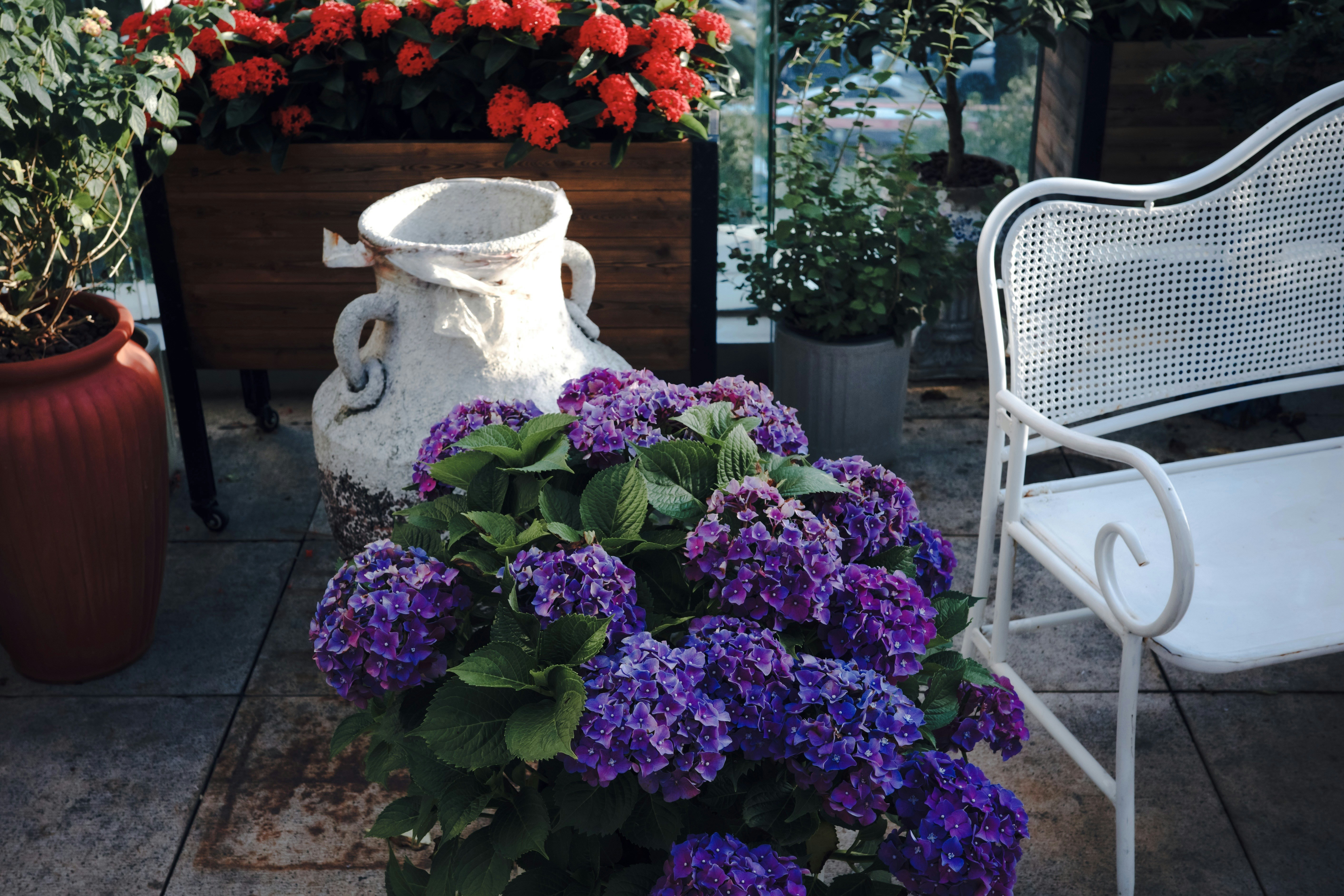 Purple hydrangeas bloom beside a white chair on a patio.