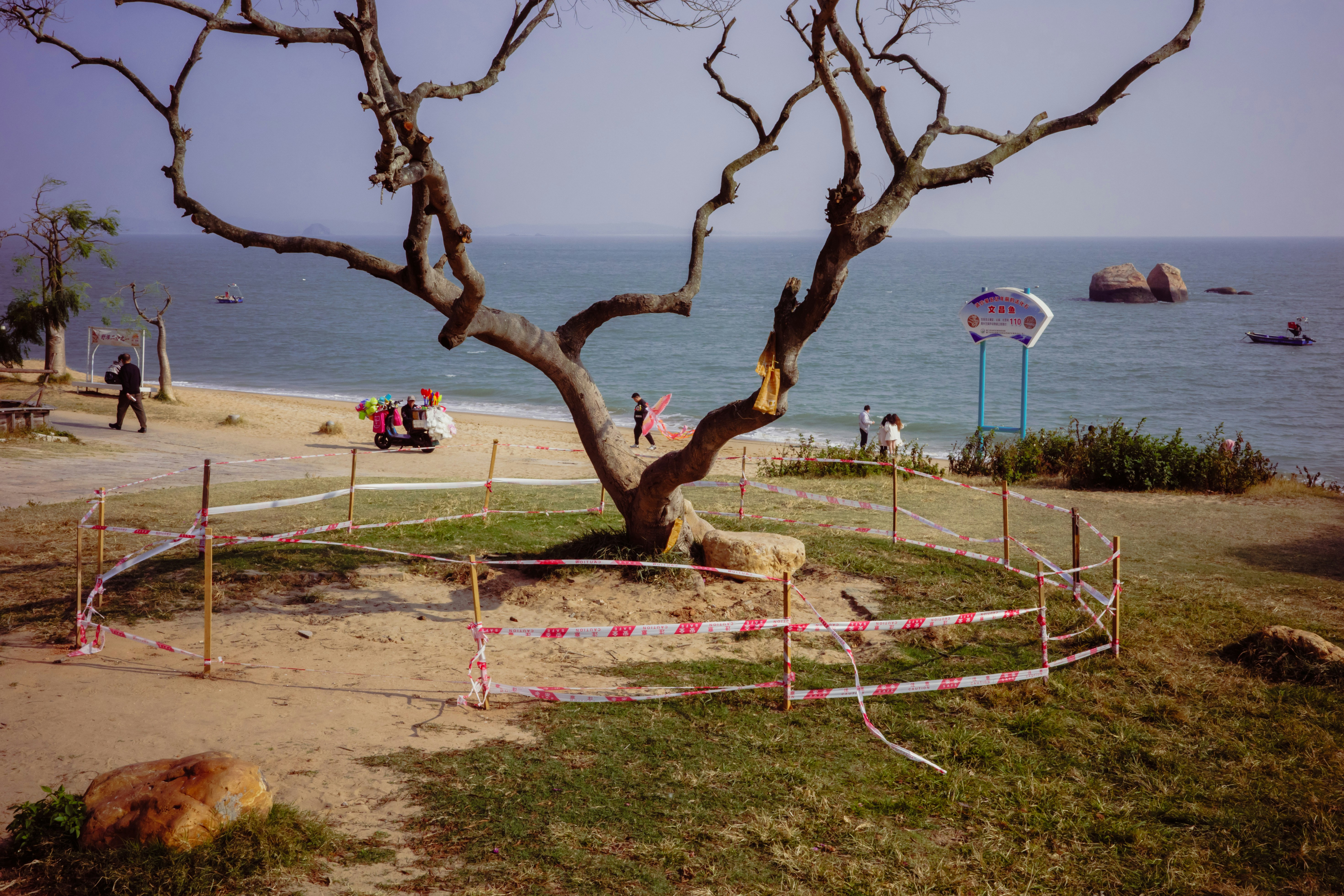 The Gnarled Fan of Shoreline