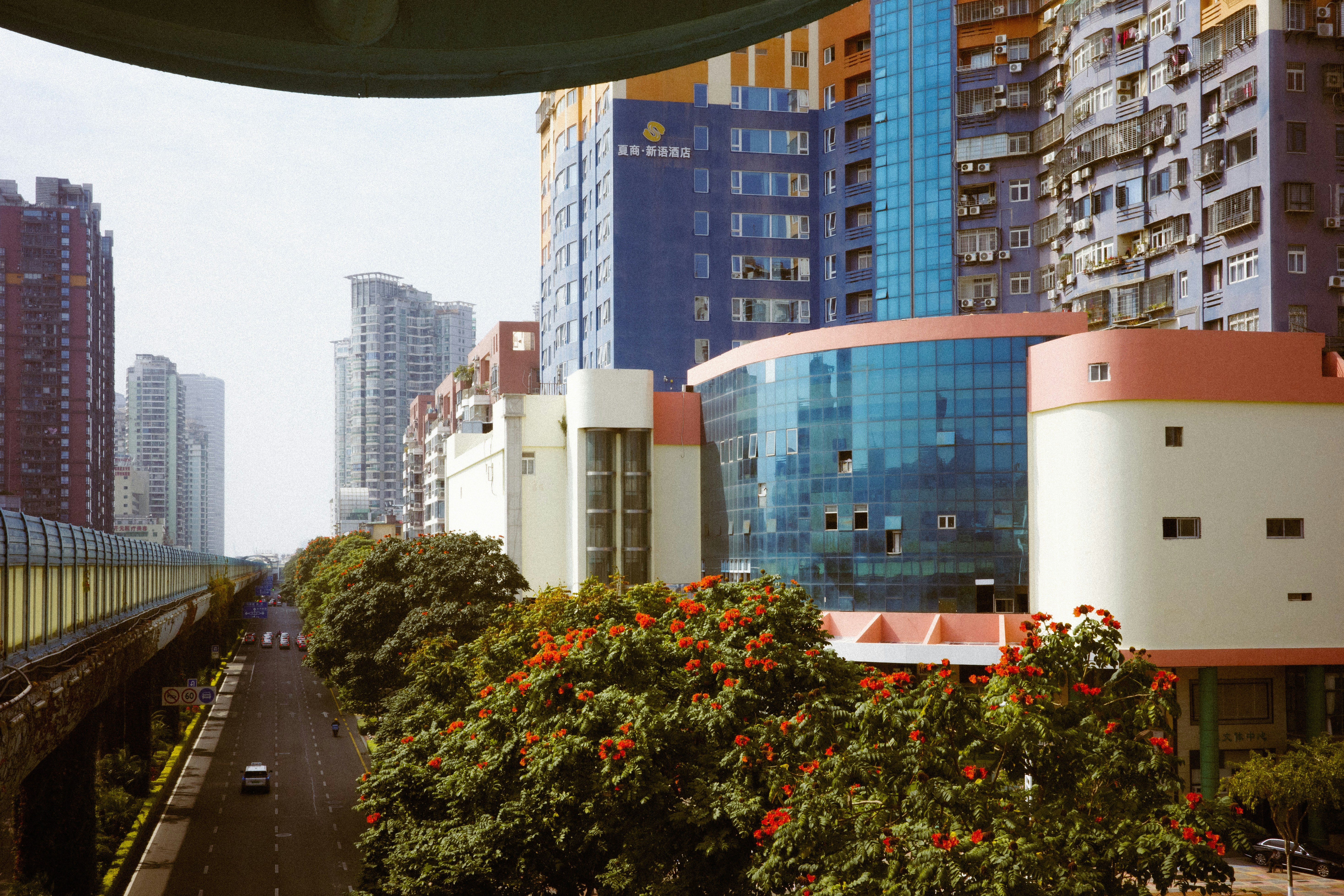 Cityscape in Bloom: Urban Architecture Framed by a Flowering Canopy