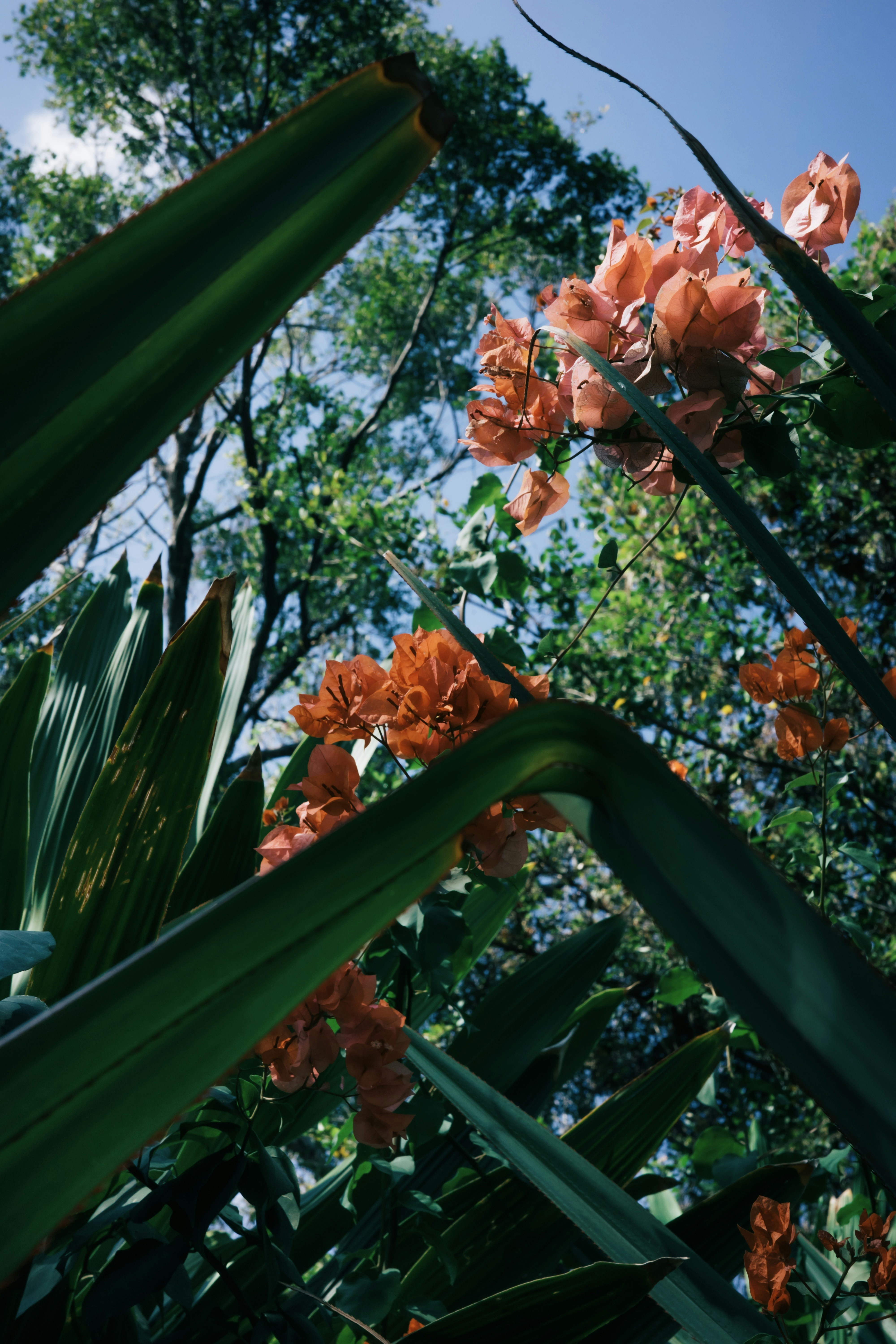 Crimson Bouquets Amid Tropical Foliage