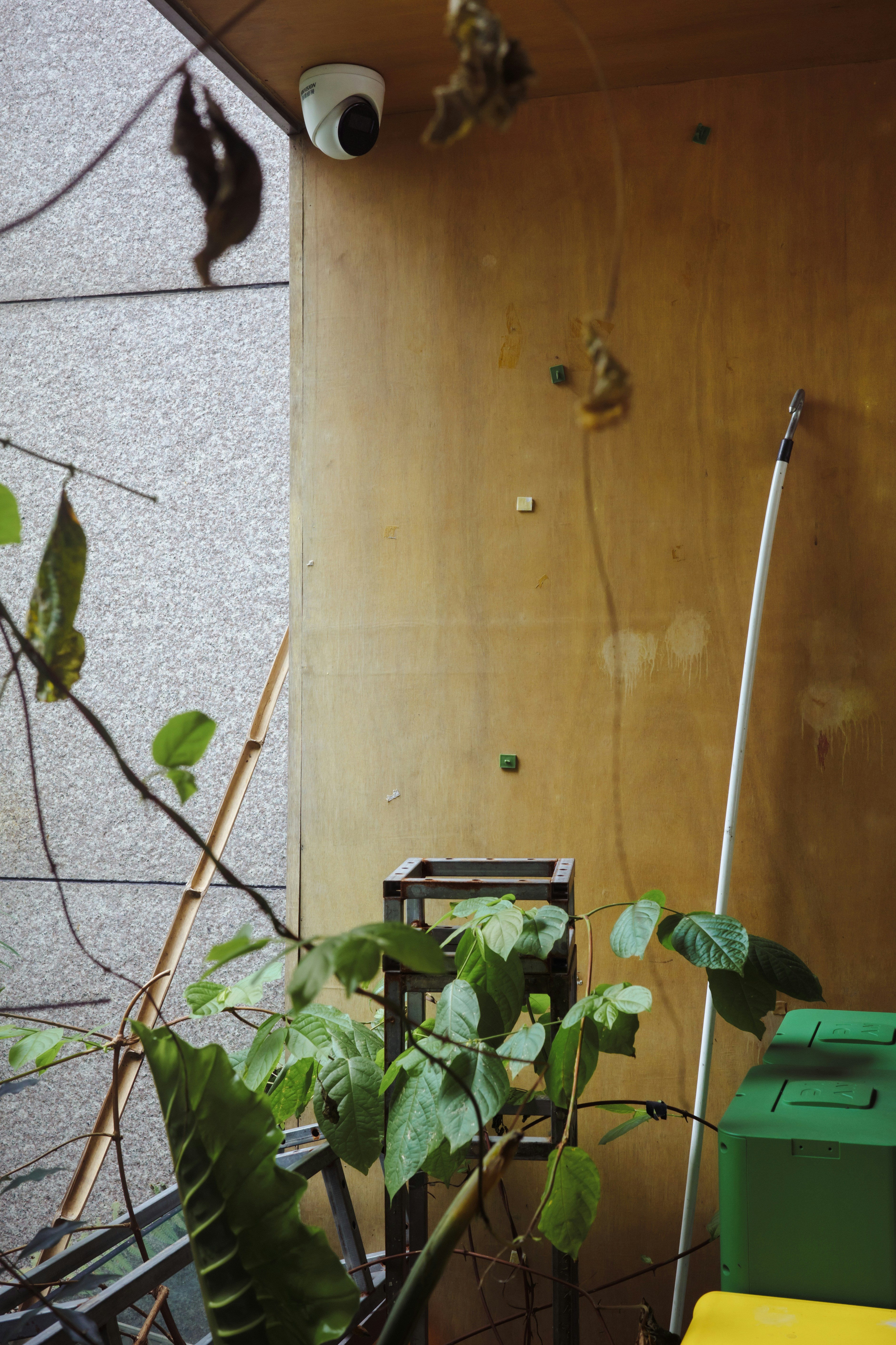 Urban Jungle: A Climber's Patch of Green Against Timber and Tile