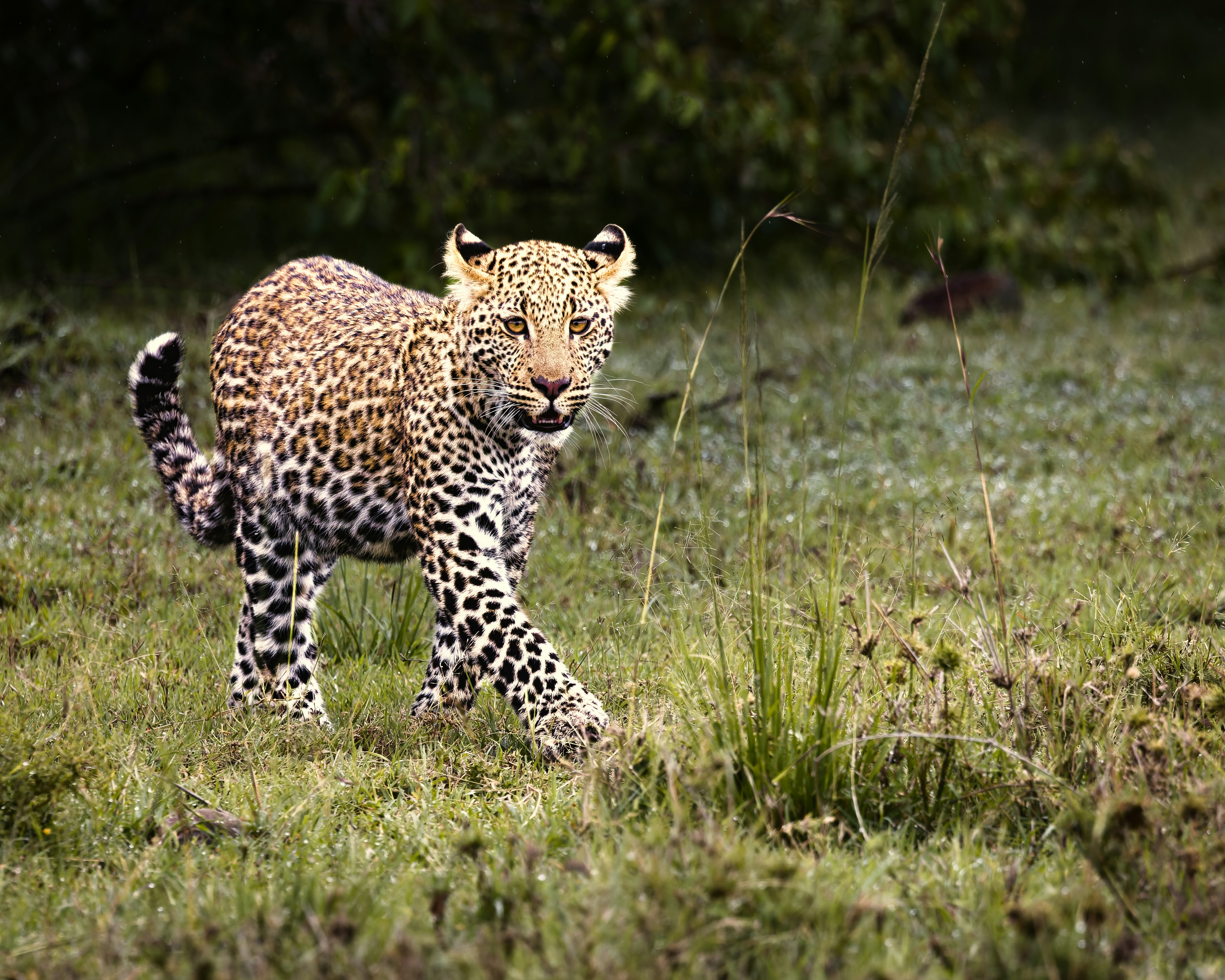 A Leopard Cub Steps Forward Across Sunlit Grass