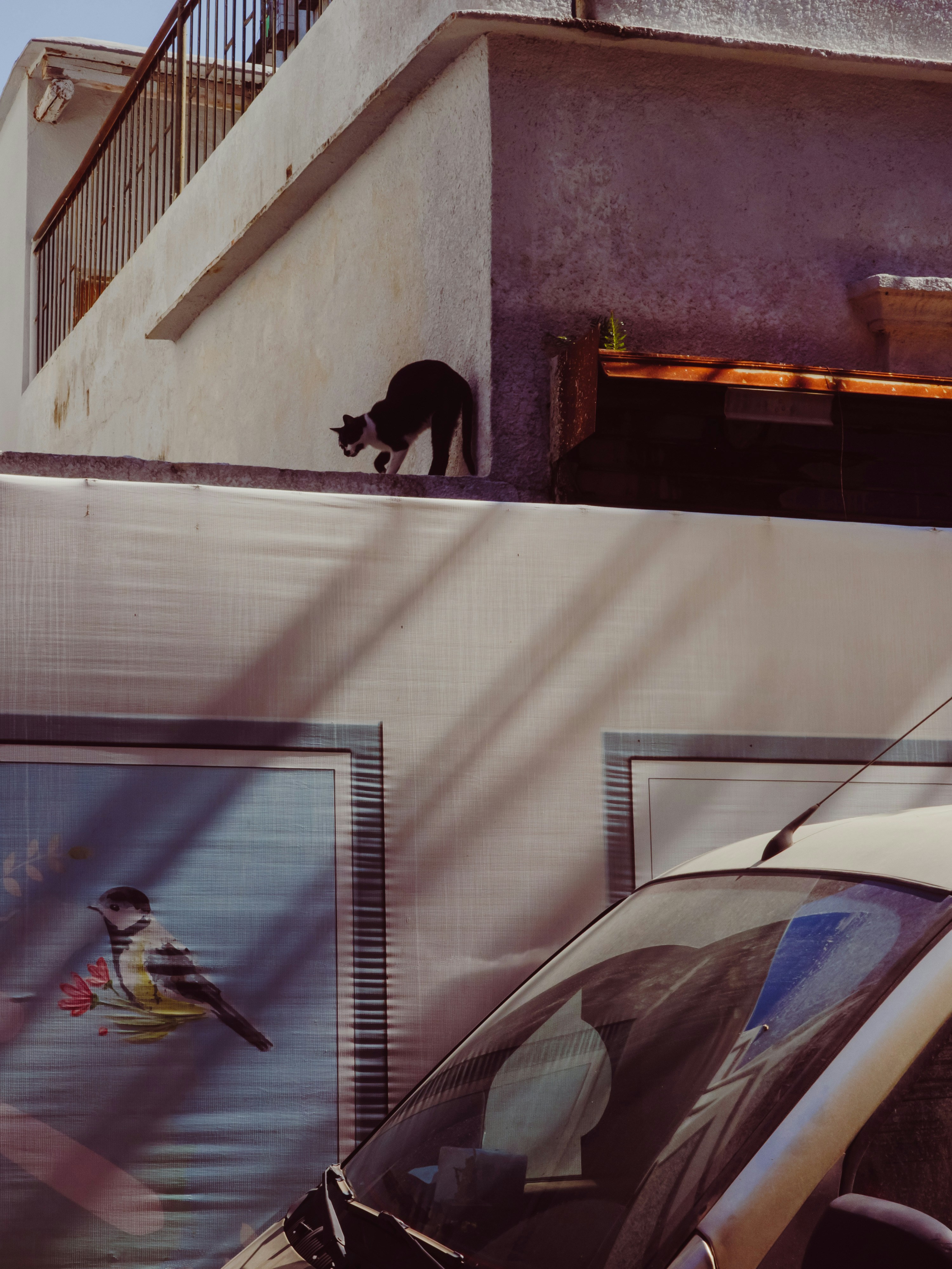 Cat on a Perimeter: Quiet Tension Above a Busy Facade