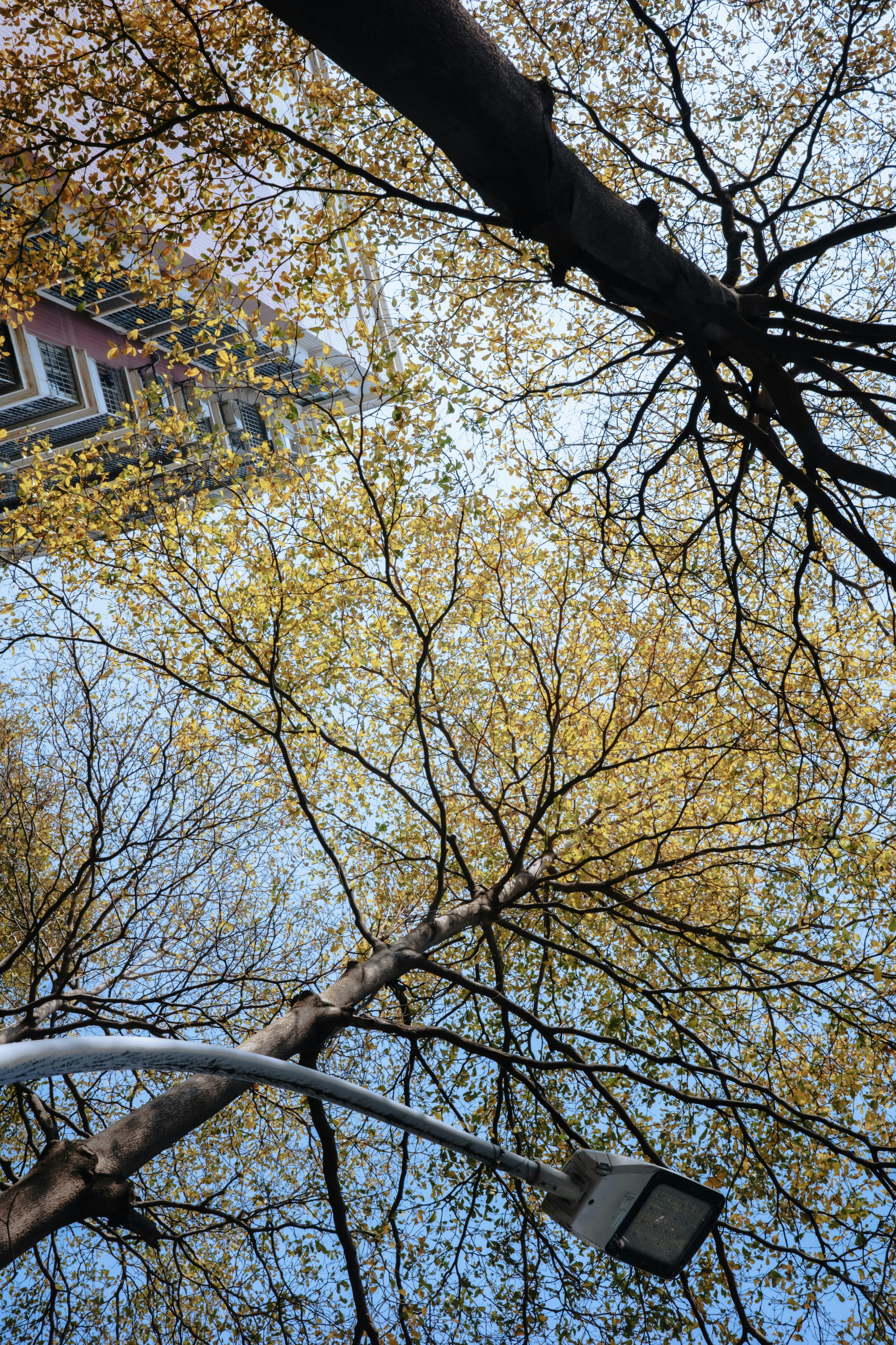 Branching Sky: Autumn Canopy from Below