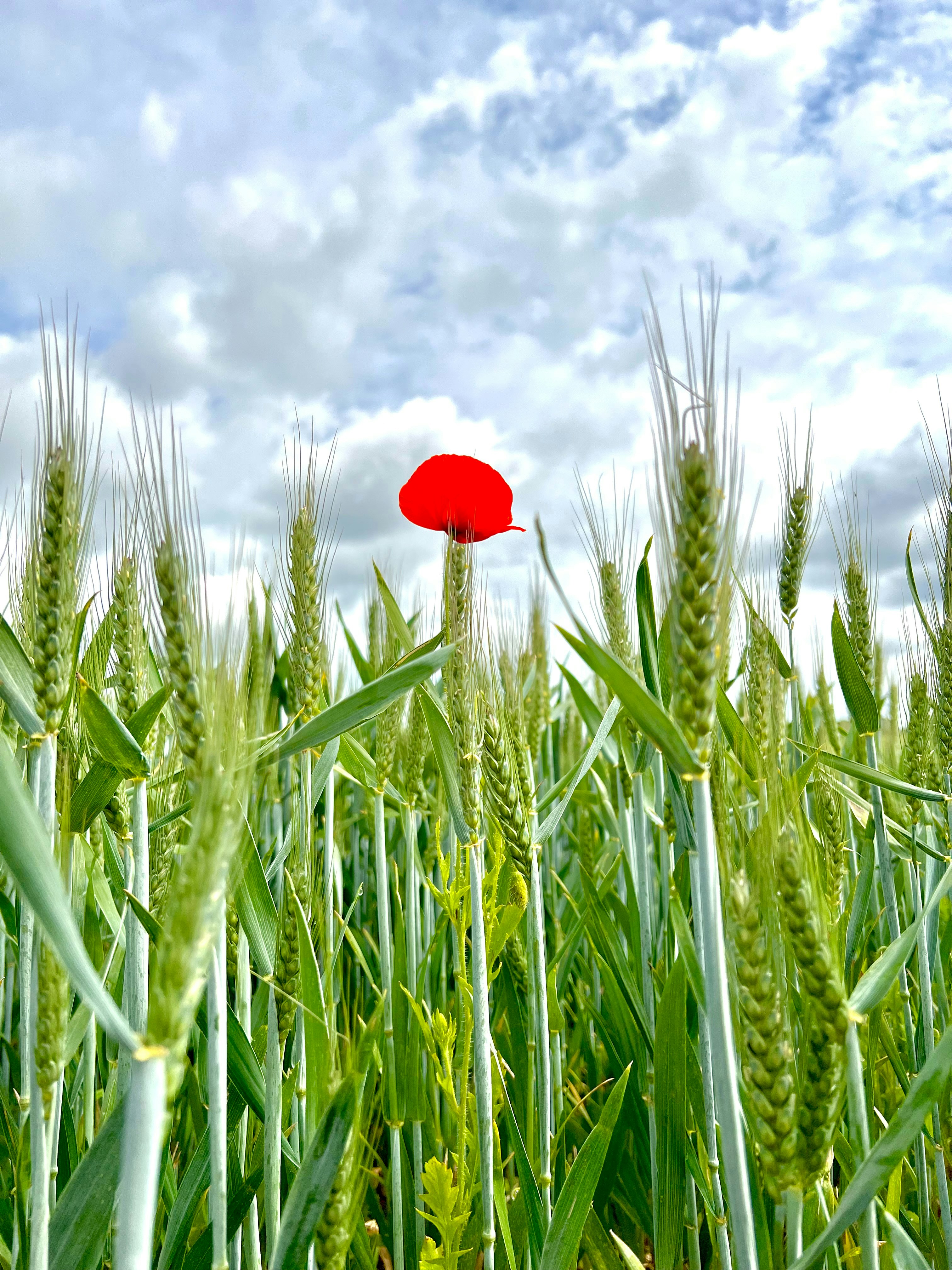 Red Poppy Among the Wheat: A Splash of Color in a Sea of Green
