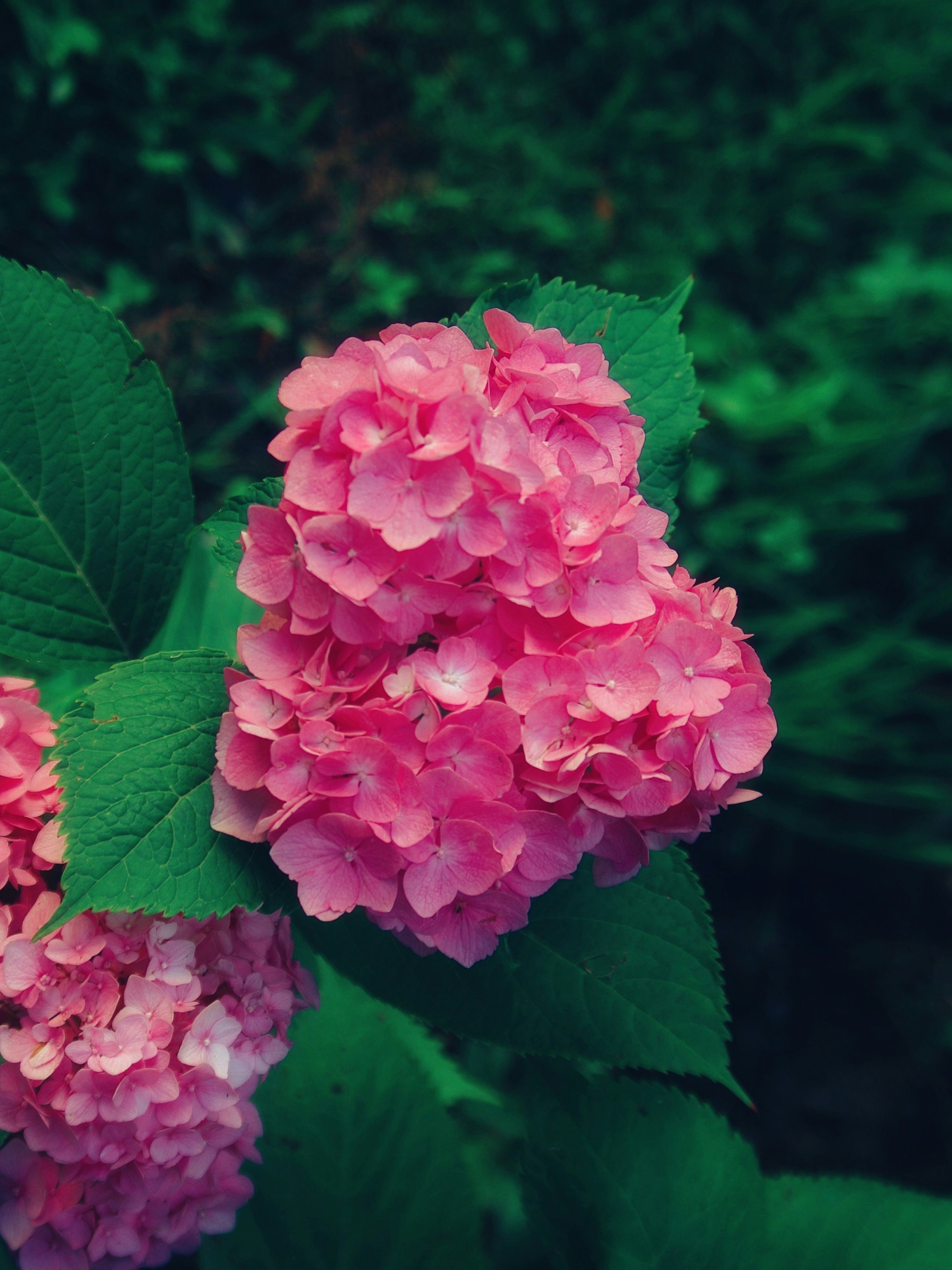 Pink Hydrangea Blossom in Soft Garden Backdrop