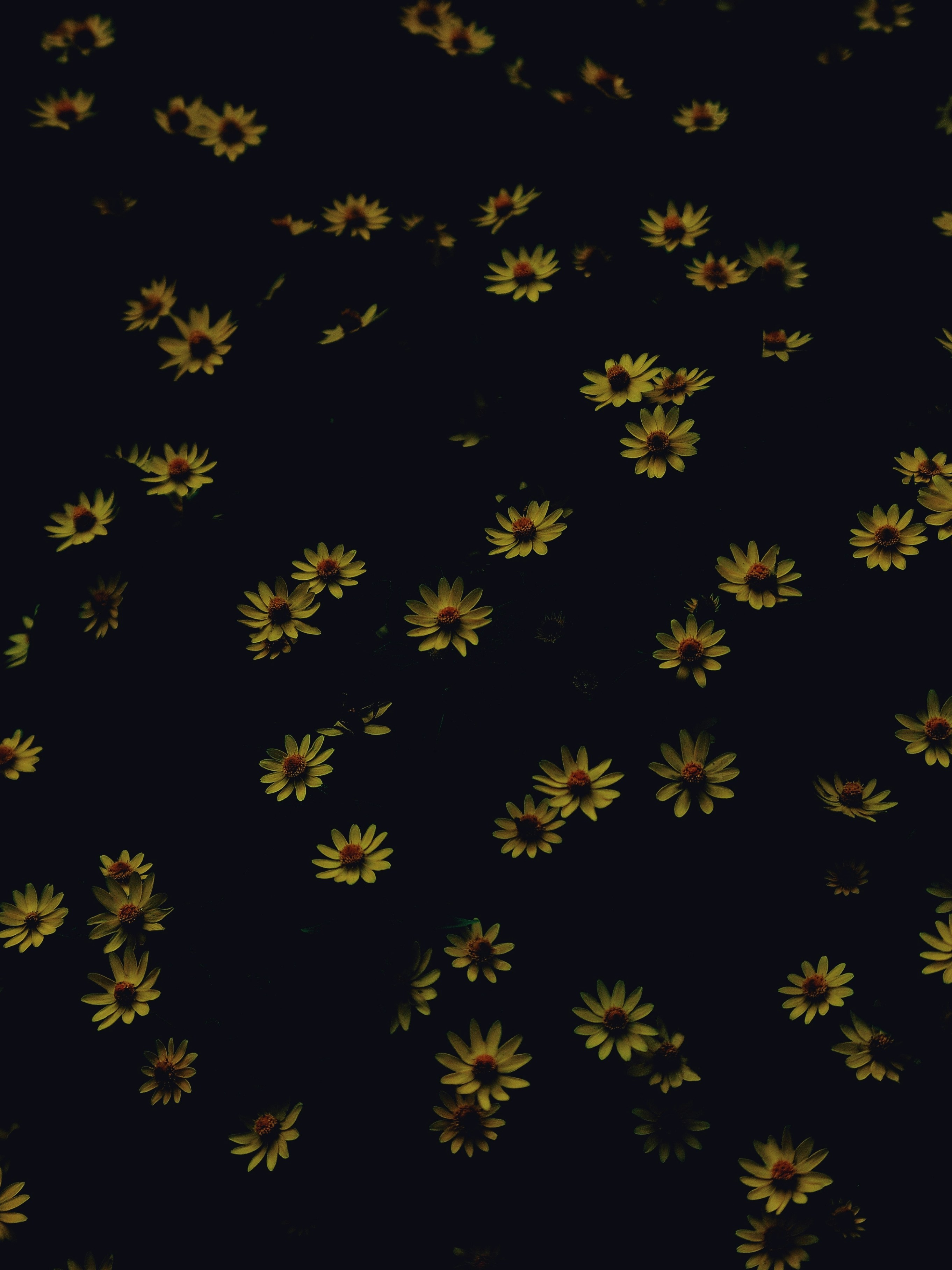 Midnight Meadow of Tiny Suns