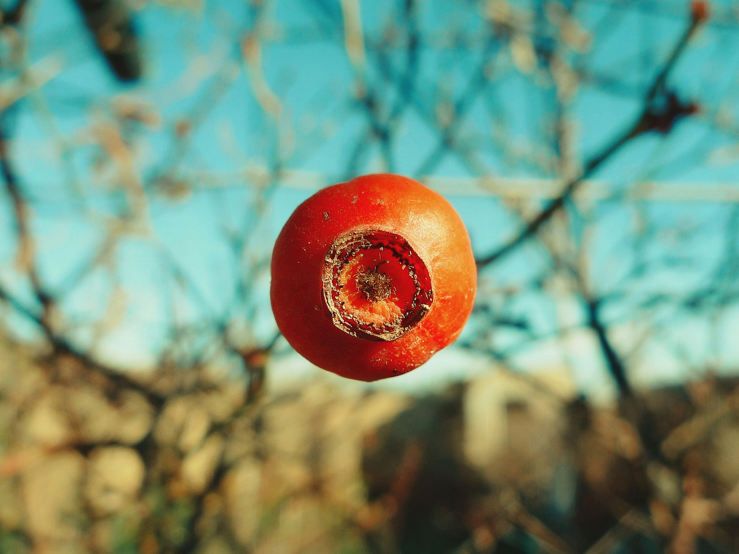 Red Orb Adrift: A Single Raspberry Against a Turquoise Sky