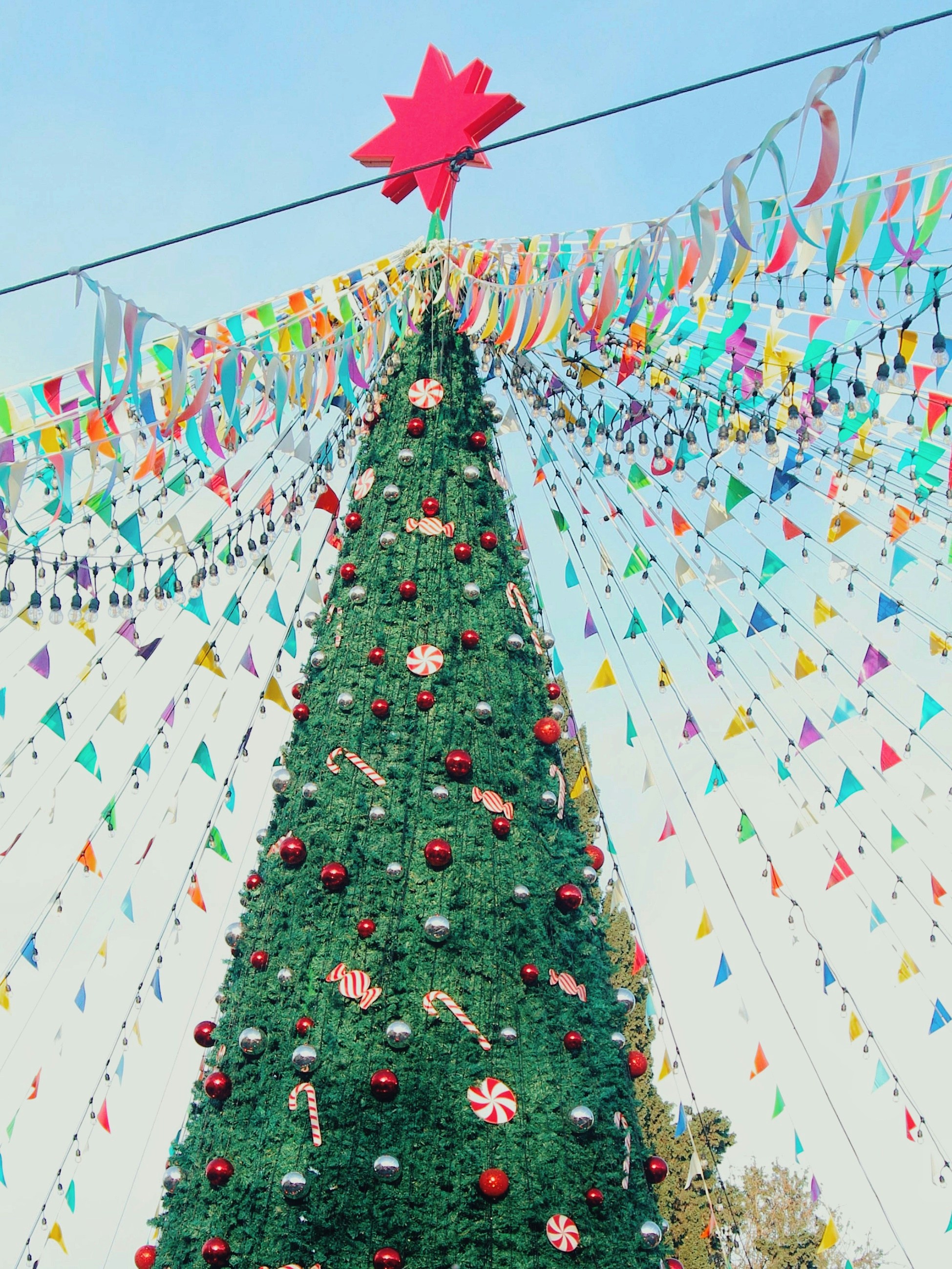 Candy Cane Spiral: A Festive Tree Reaches for the Sky