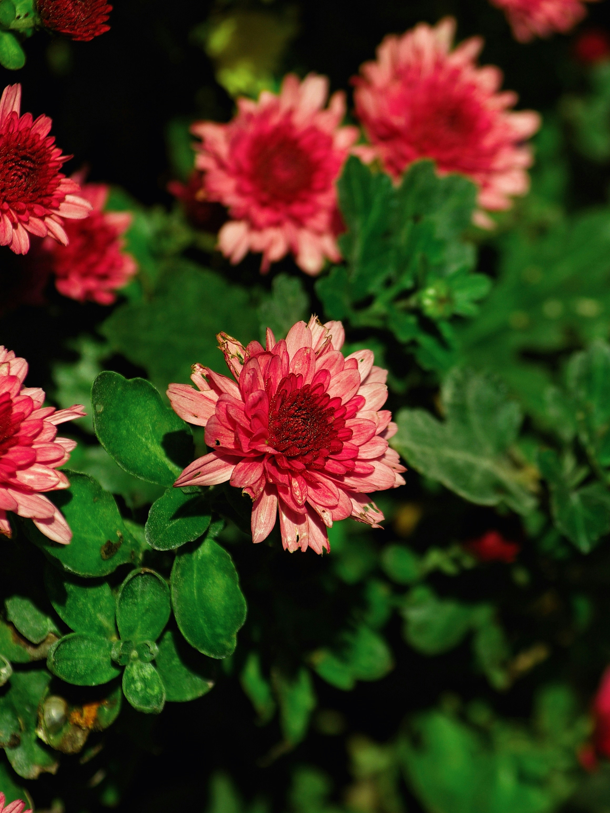 Pink Chrysanthemums in a Deep Green Garden