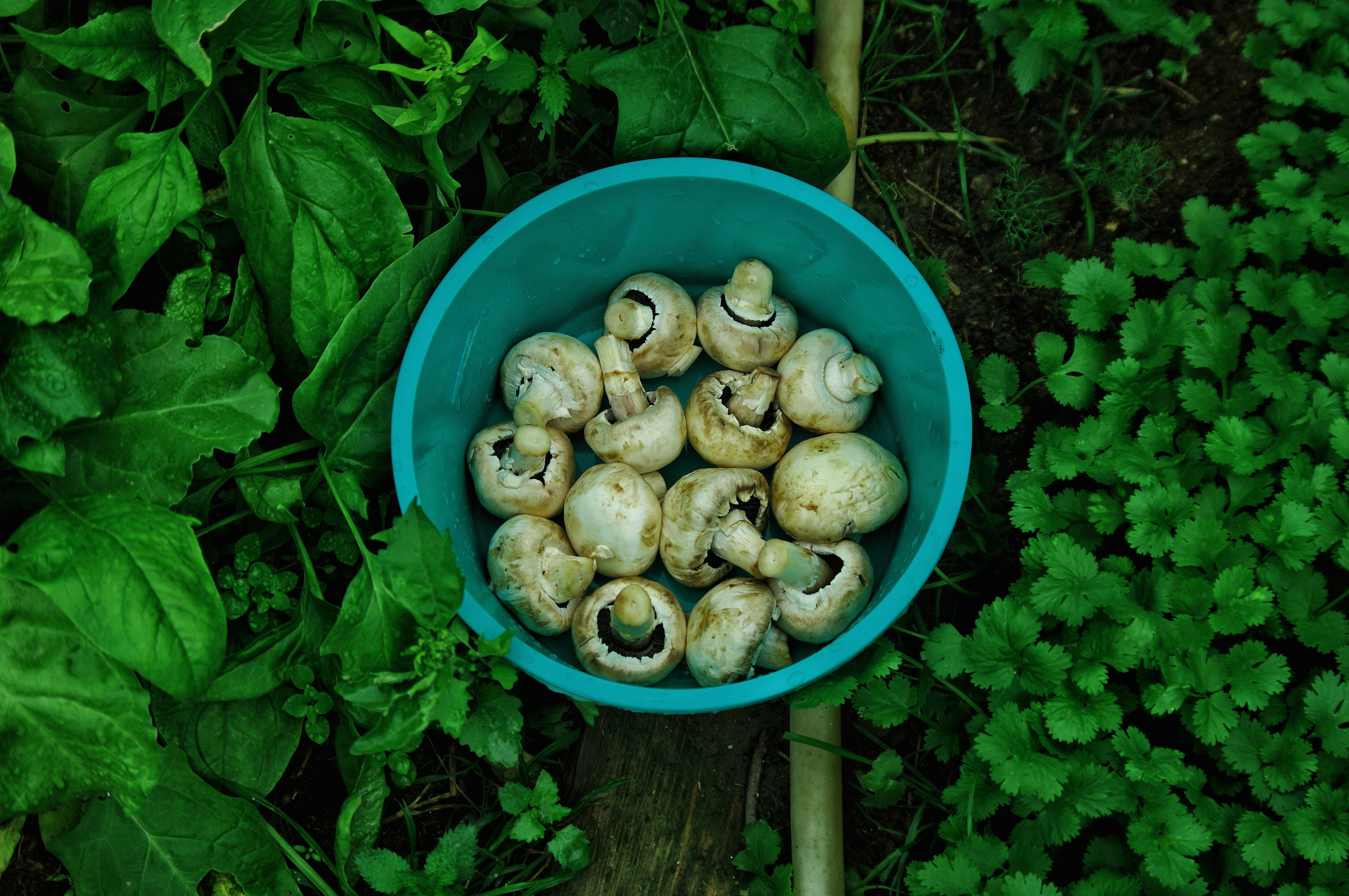 Blue bowl of mushrooms resting among green garden foliage