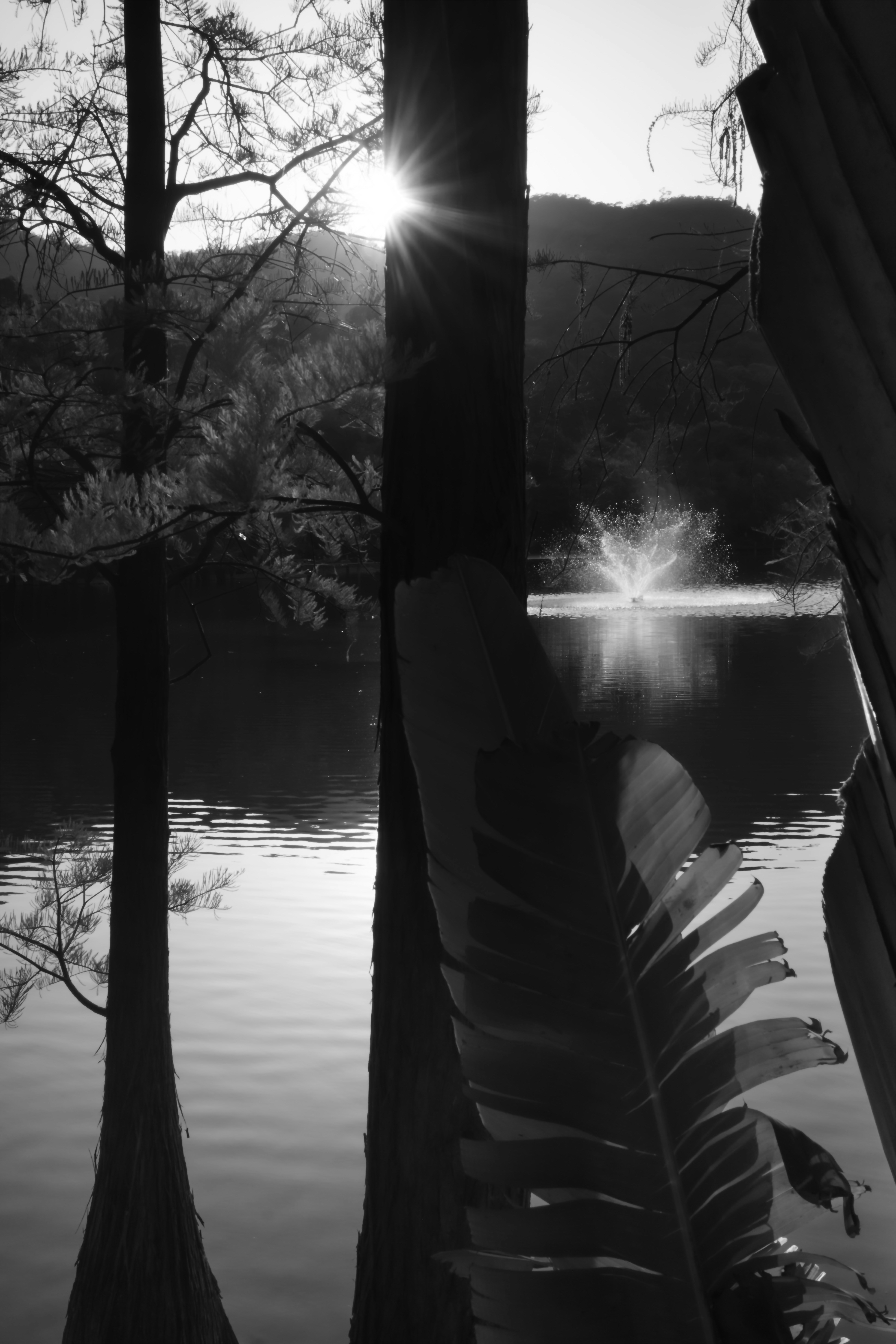 Sunlit Fountain Amid Silhouetted Trees by a Quiet Lake