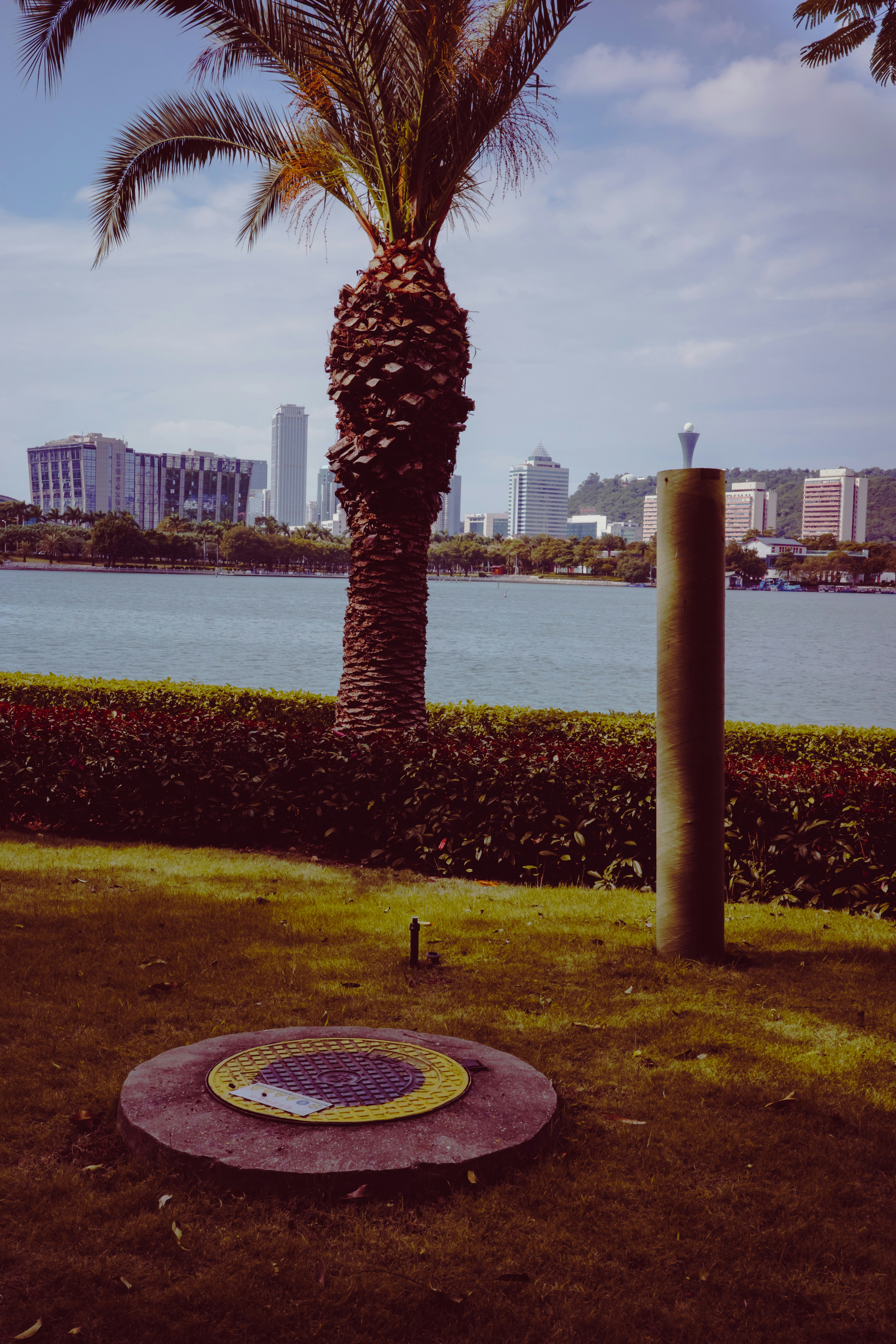 Palm Sentinel by the Water with Urban Hinterland