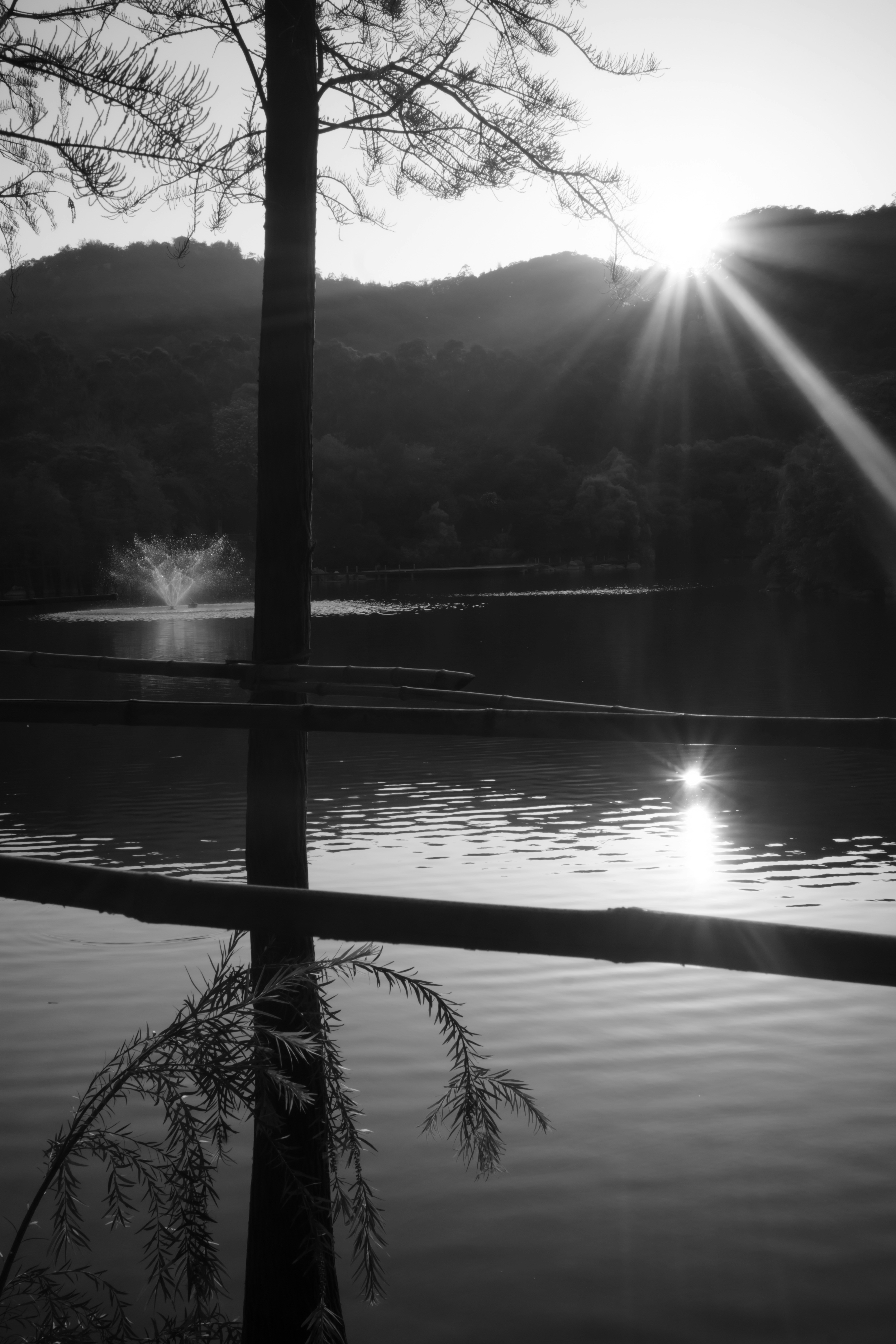 Sunlit Ripples and Silent Pines