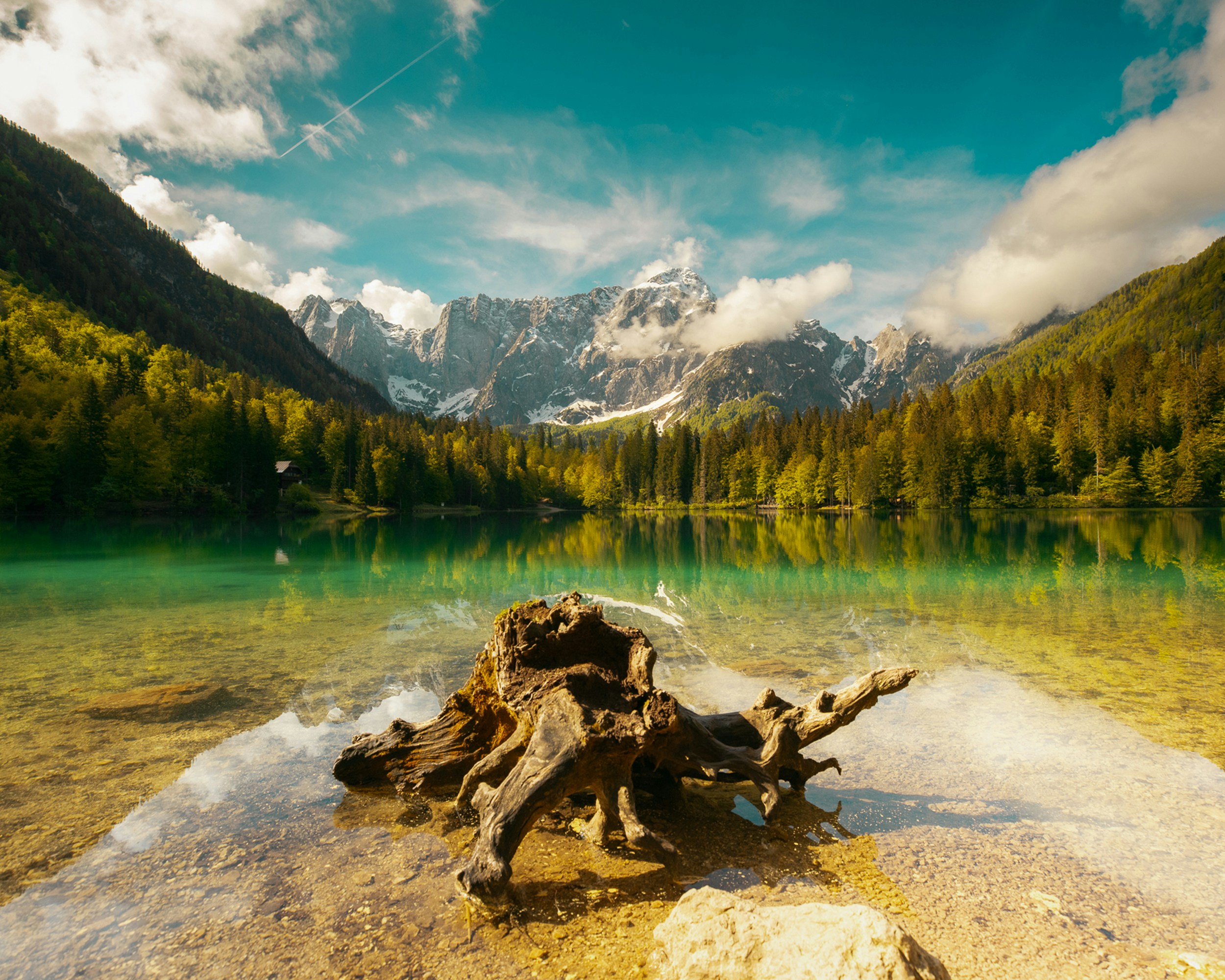 Ancient Root Crown Resting at the Clear Alpine Shore