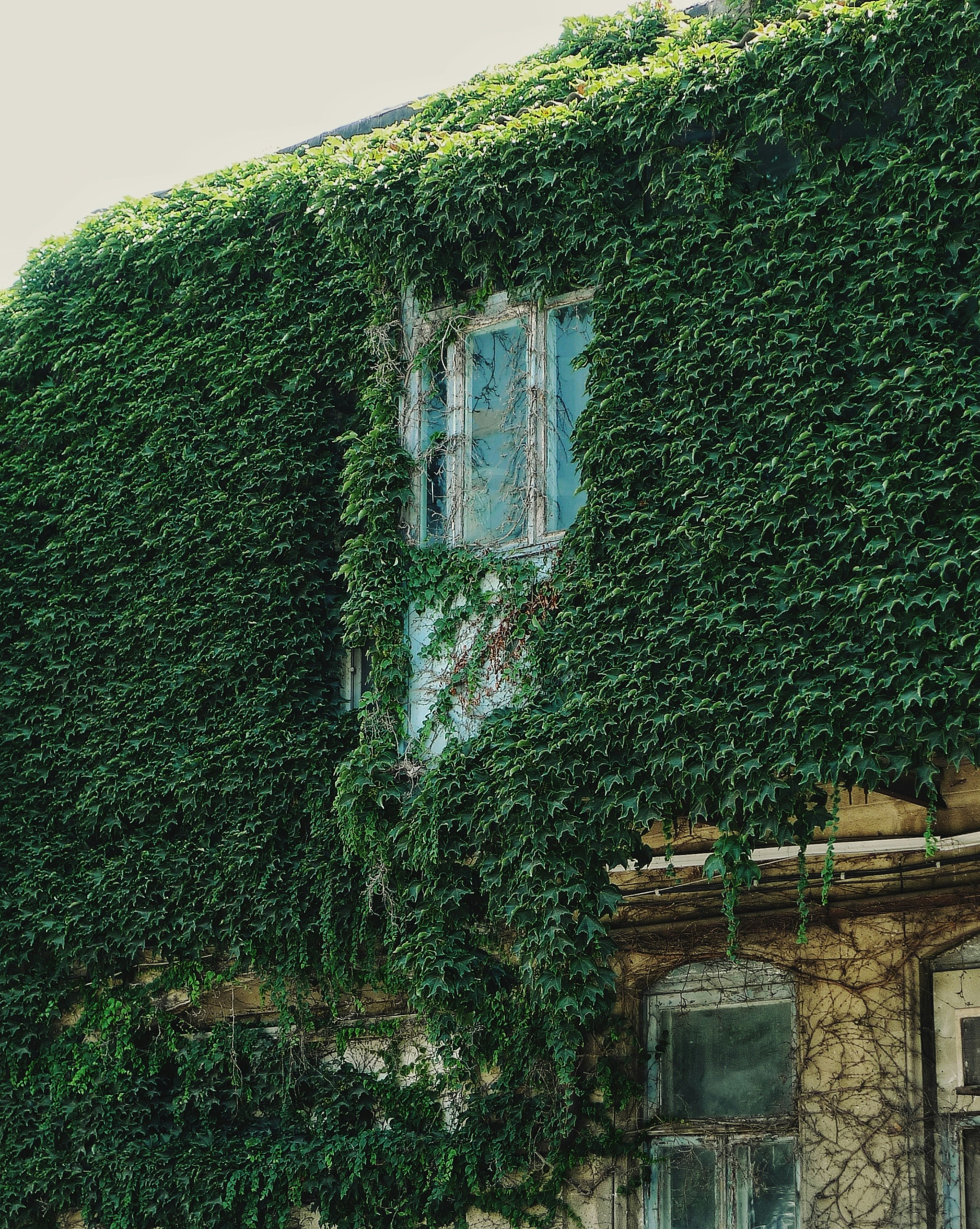 Lattice of Green: ivy-clad facade swallowing a once-plain window