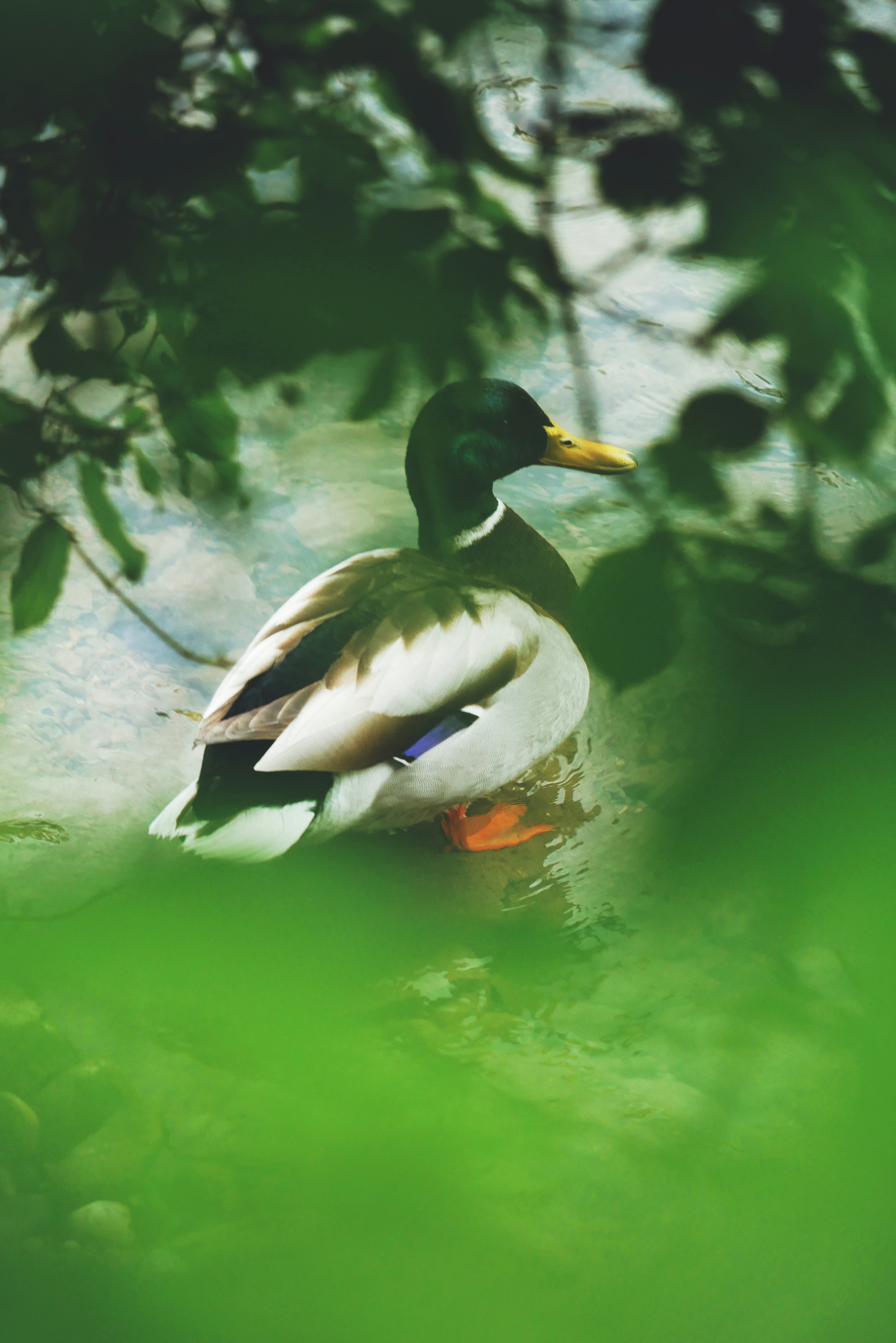 Hidden Return: A Mallard Amid Green Veil