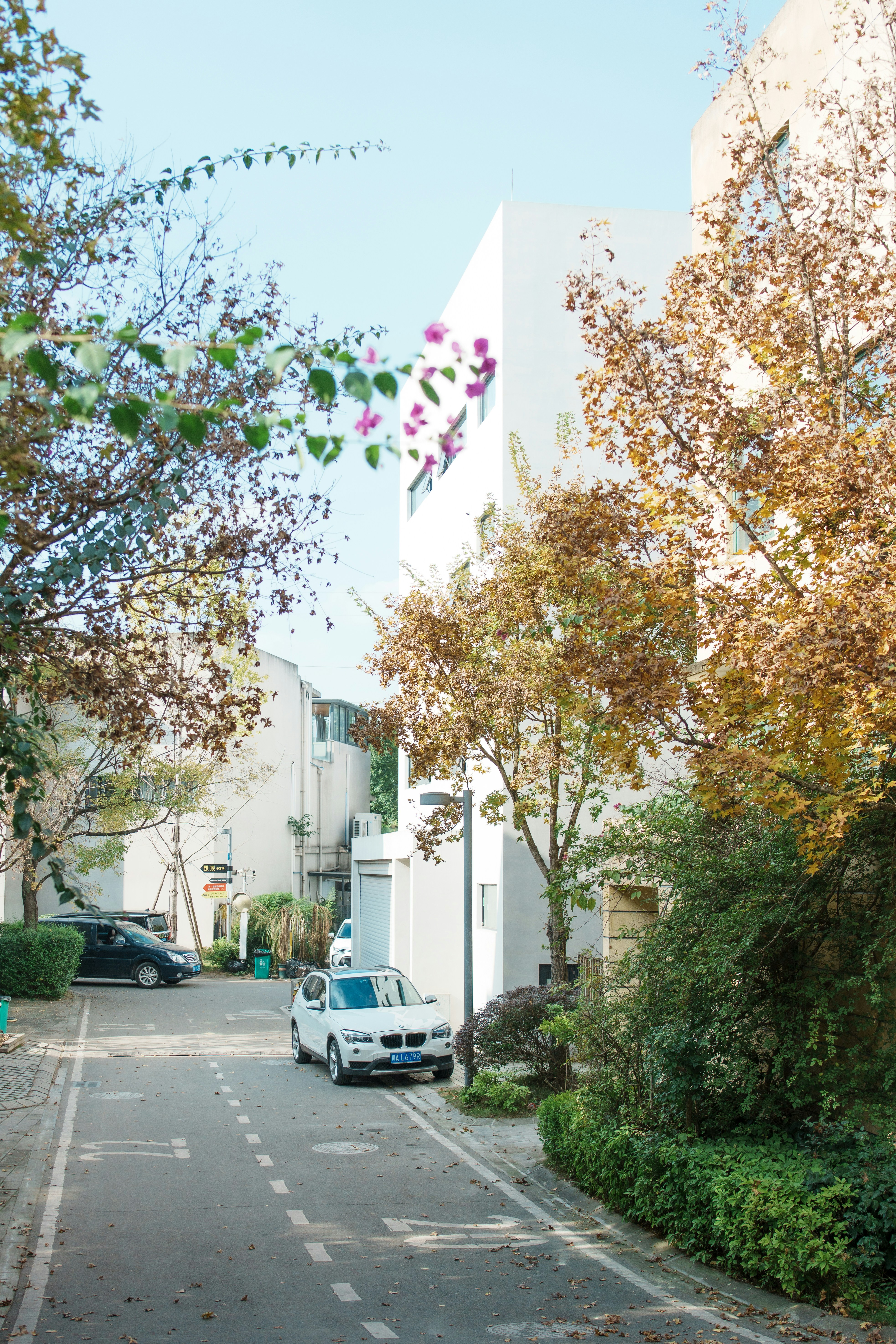 Quiet Street Canyon: Cars, Trees, and Modern Facades