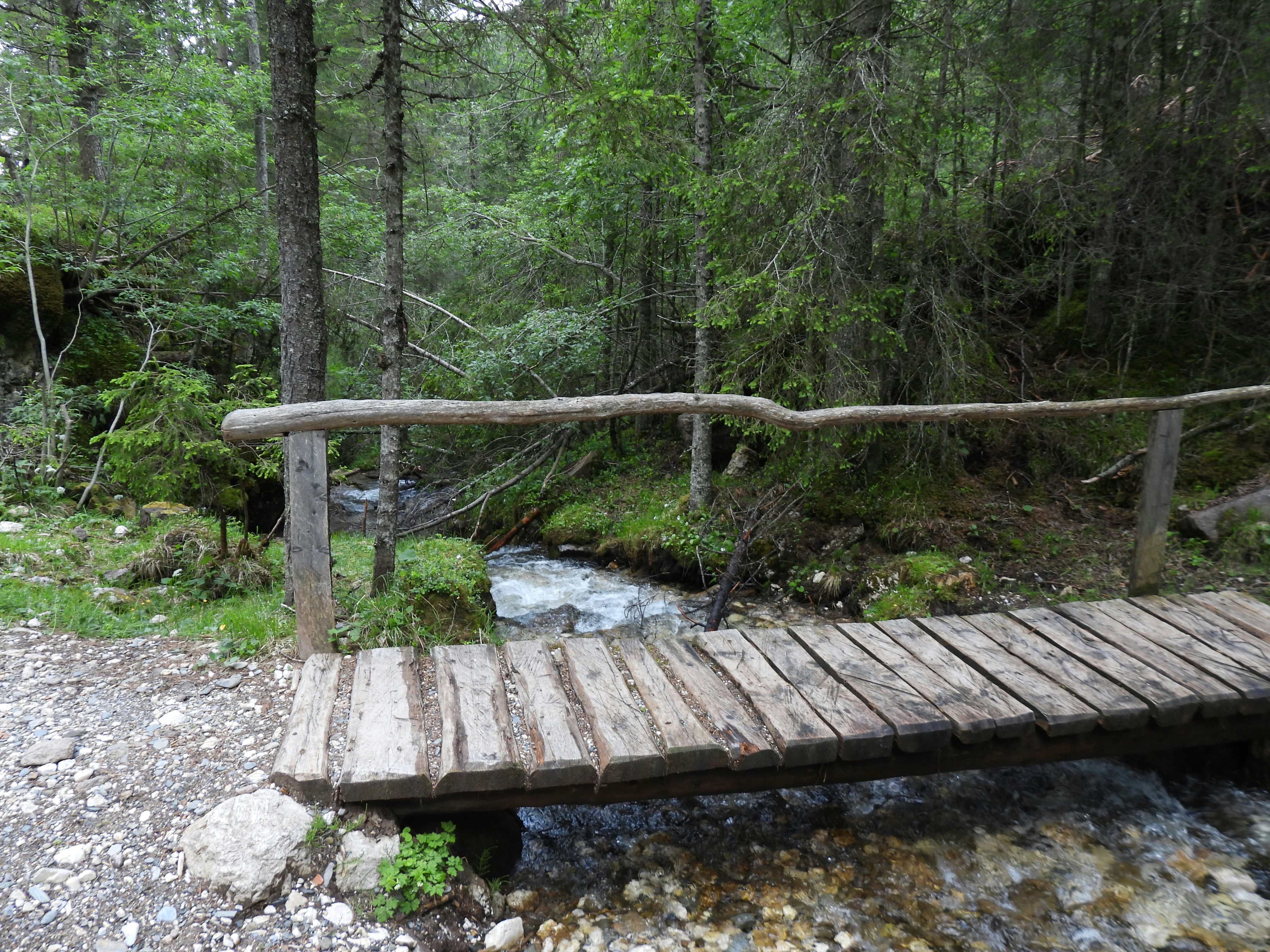 Timber Span over a Rushing Forest Stream