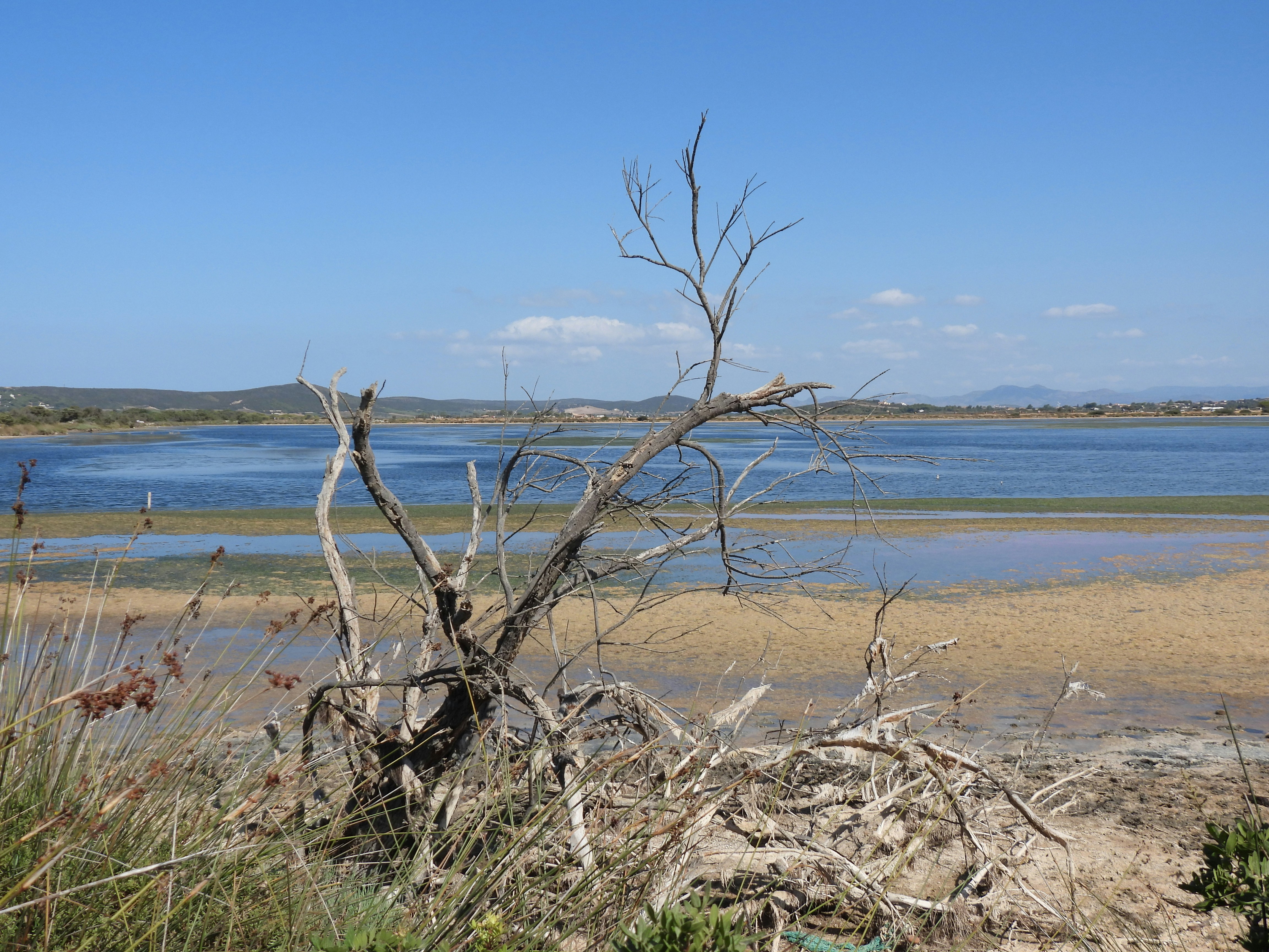 Driftwood Sentinel by the Tidal Flats