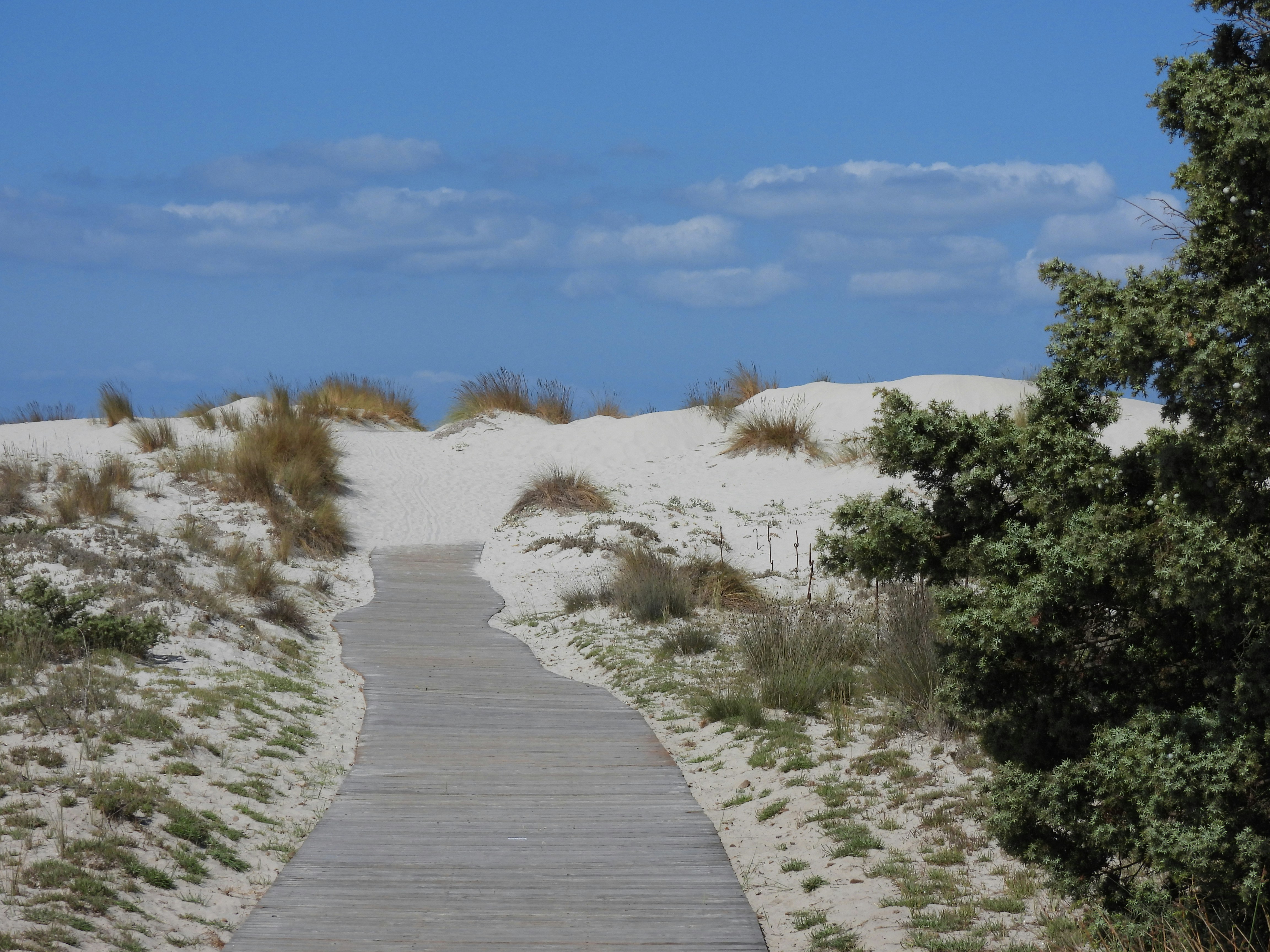 Dune-Path to the Blue: A Quiet Coastal Walk