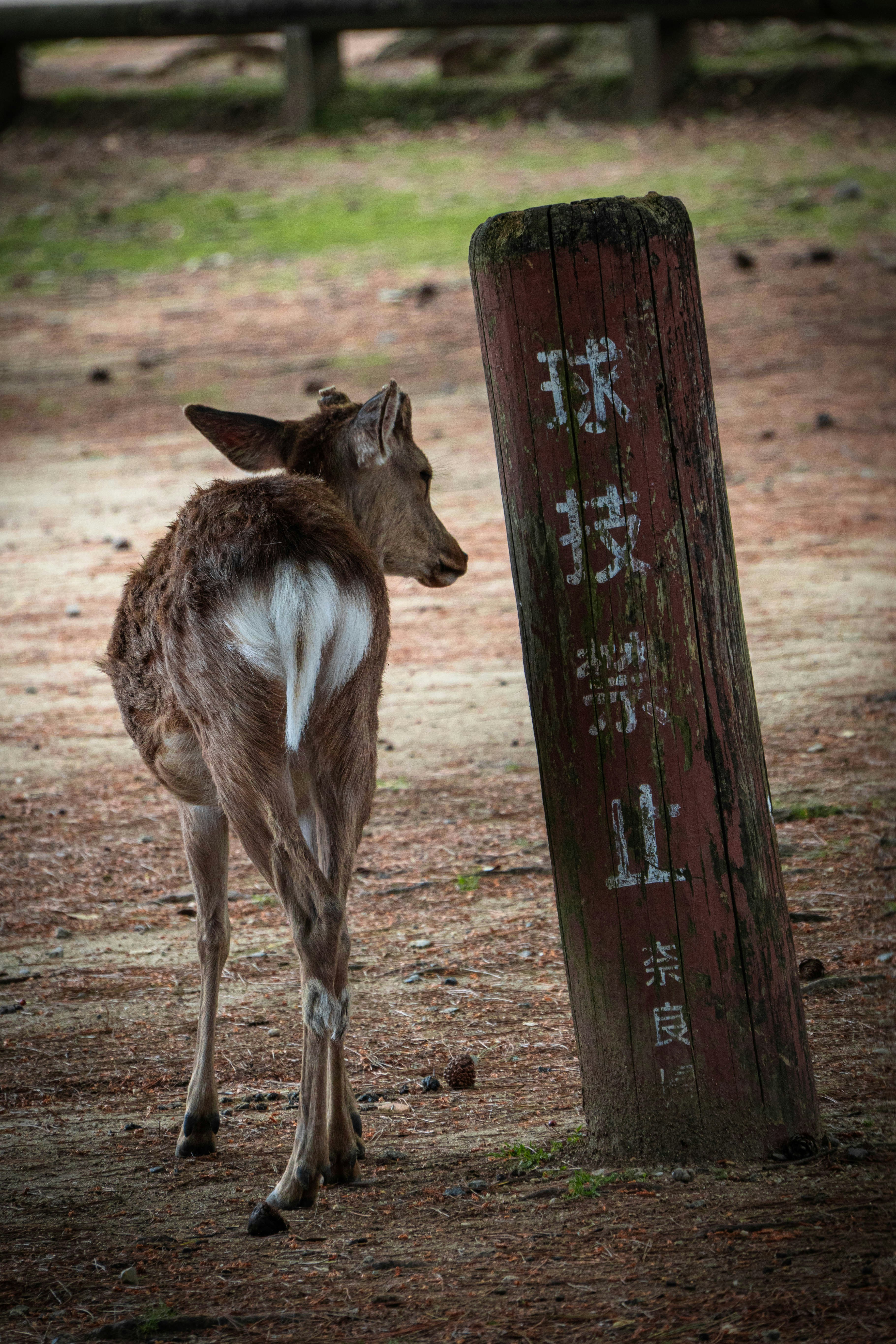 Past the Wooden Pillar: A Young Deer Peers Past a Weathered Marker