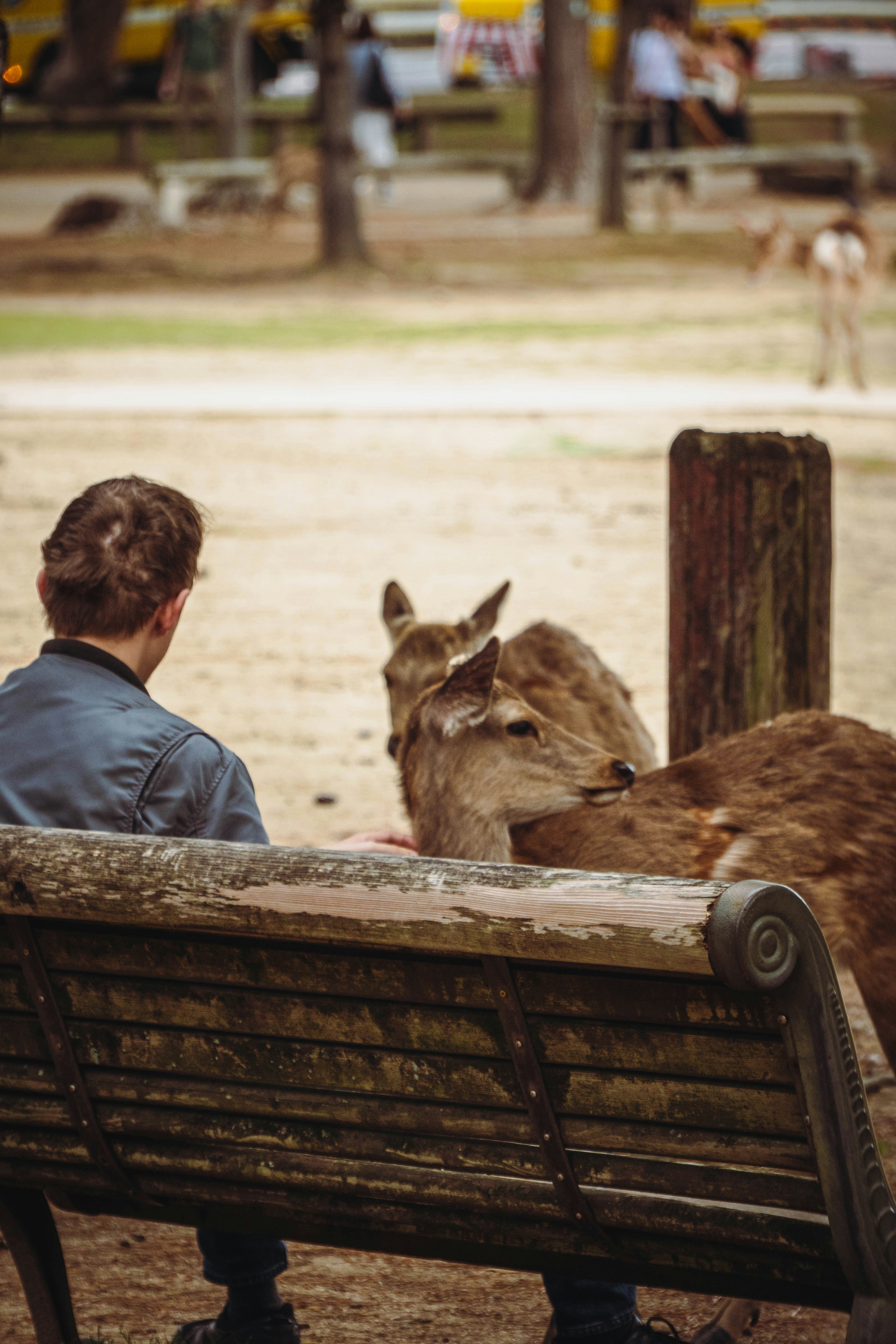 Quiet Exchange on the Park Bench: A Deer and Human Moment