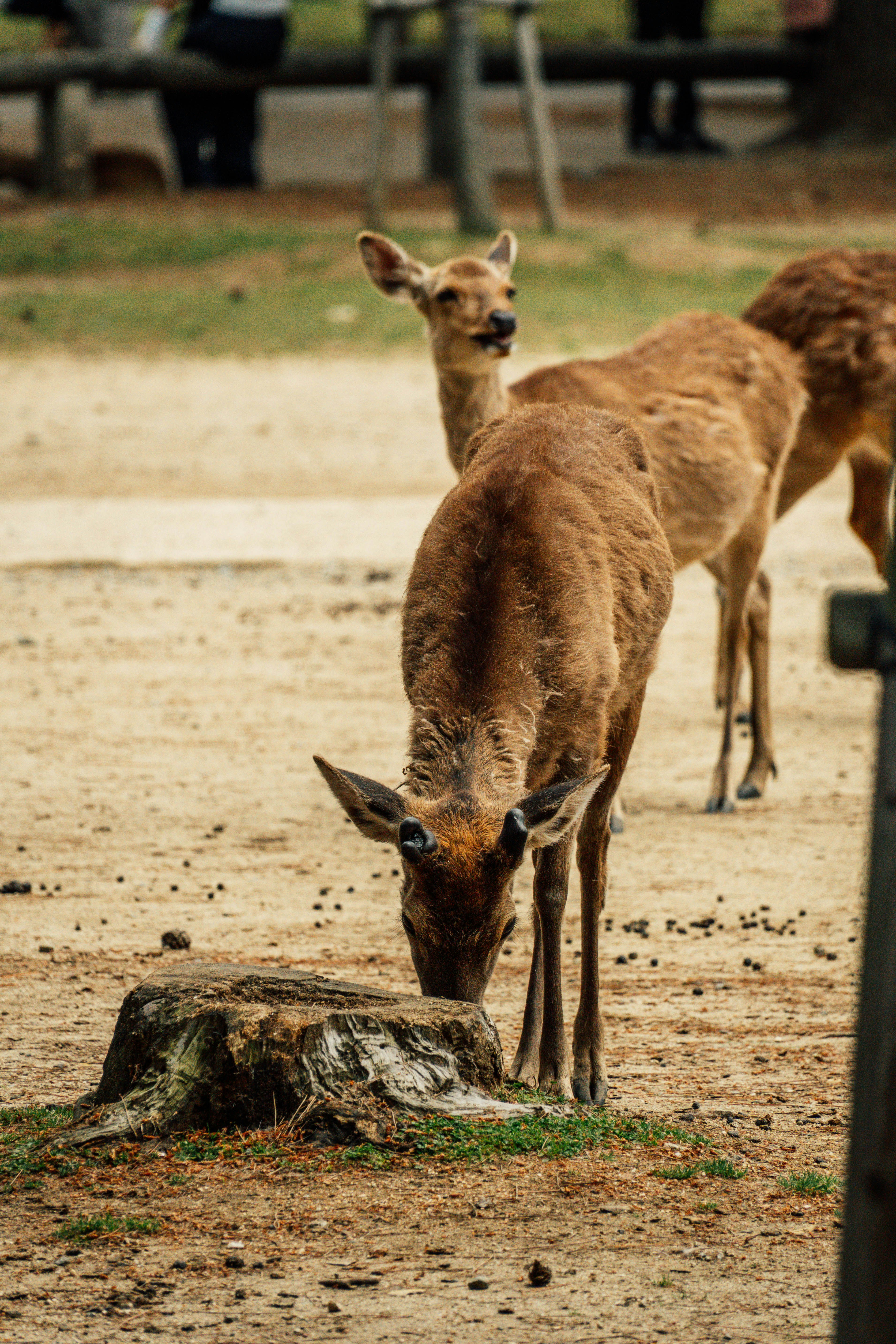 Curious Buck Among the Bark: A Keepsake Moment in the Park
