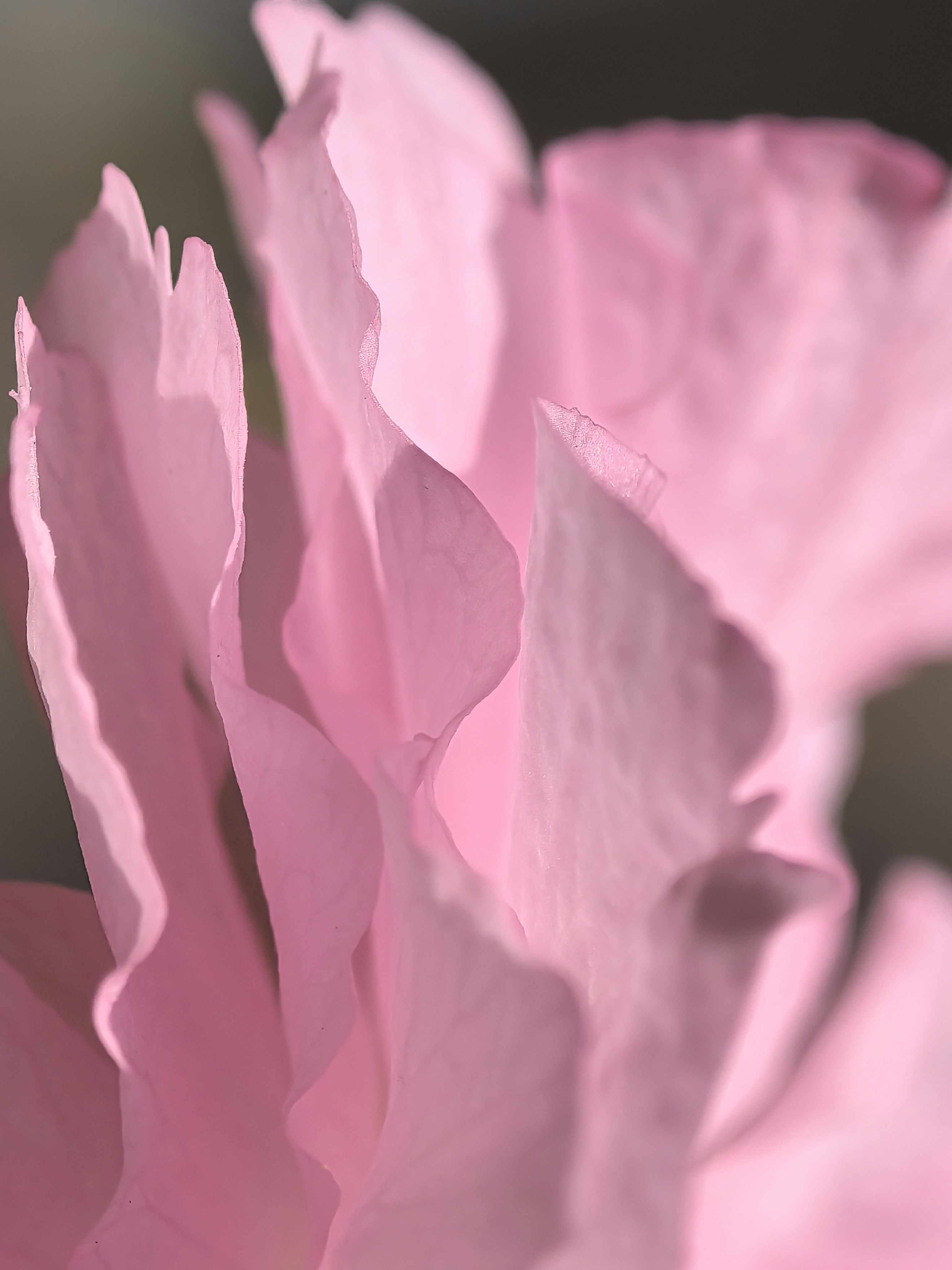Soft Pink Petal Close-Up: Veiled Petals in Gentle Focus