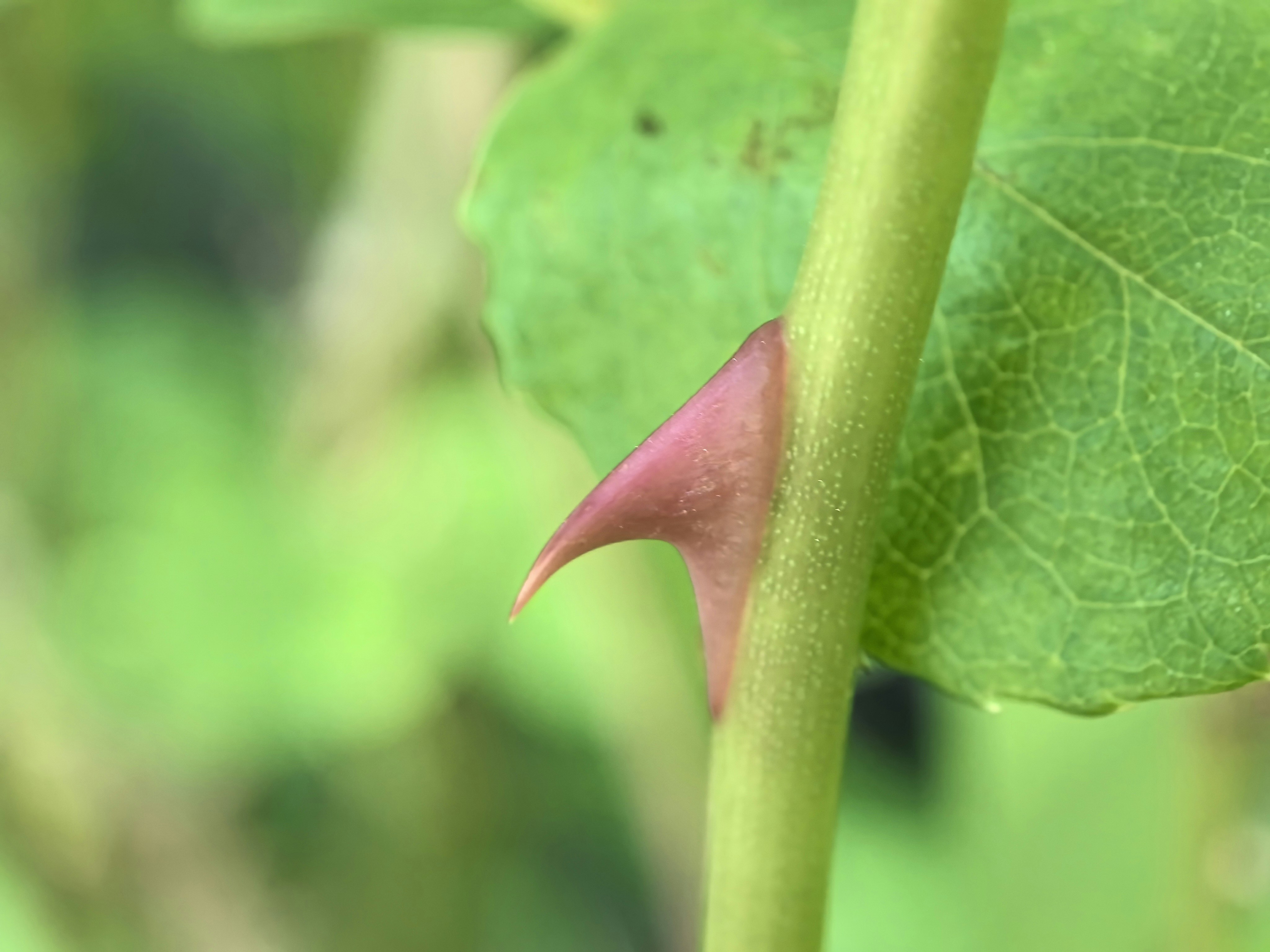 Emerald Thorn: a lens-rail close-up of leaf and bud