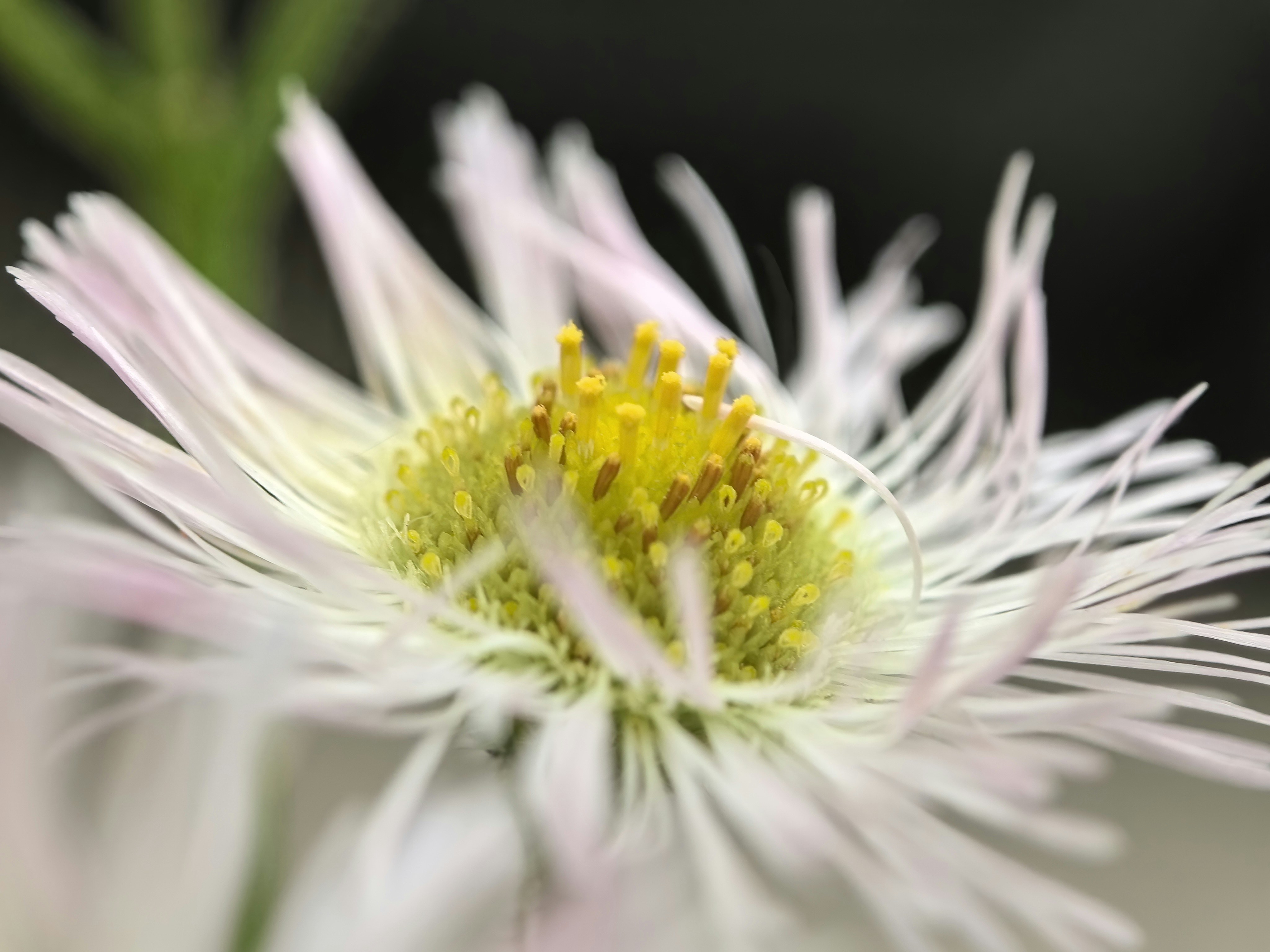 Soft Focus Stamen — a pale flower in bloom